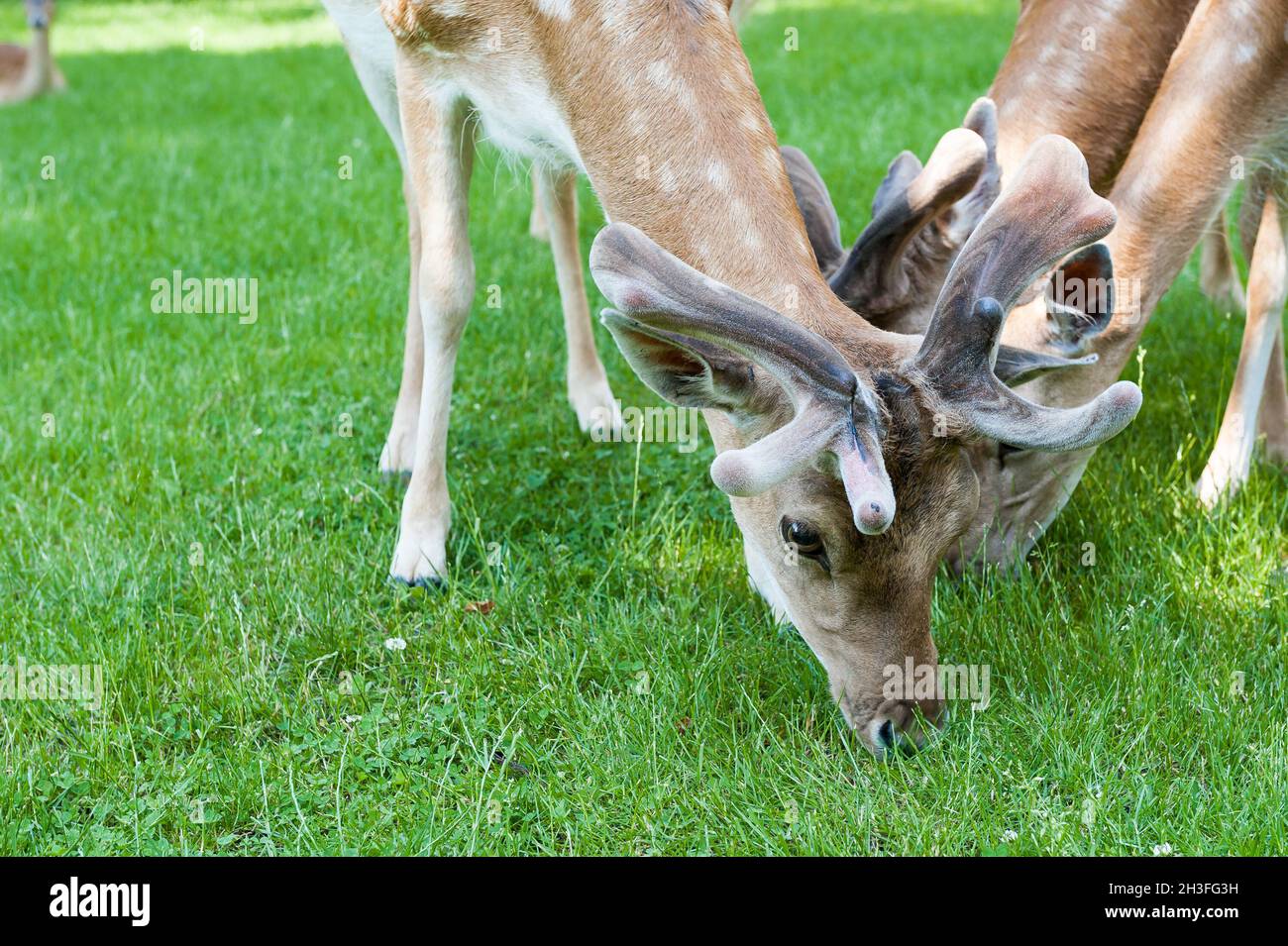 Deer of eastern europe hi-res stock photography and images - Alamy