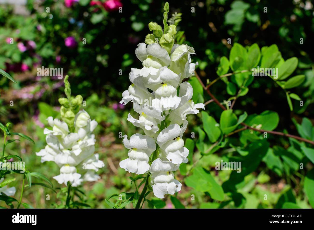 Dragon flowers hi-res stock photography and images - Alamy