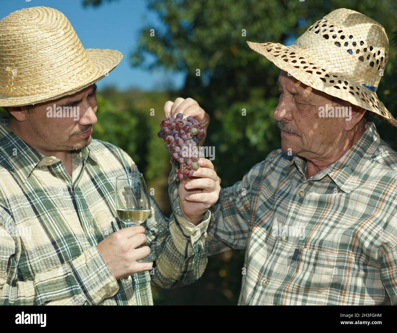 Winemakers tasting grapes Stock Photo - Alamy