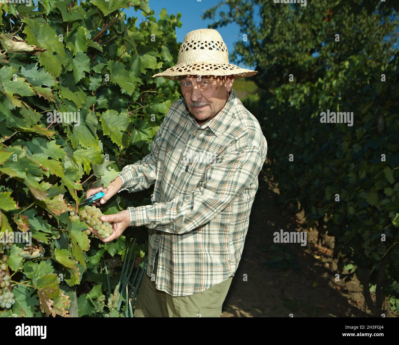 Vinery viticulture hi-res stock photography and images - Alamy