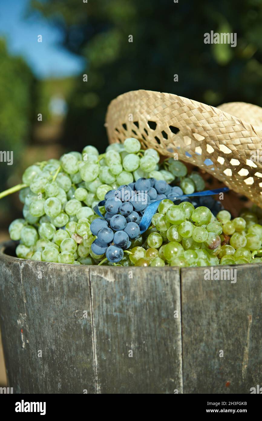 Butt full of grapes Stock Photo - Alamy