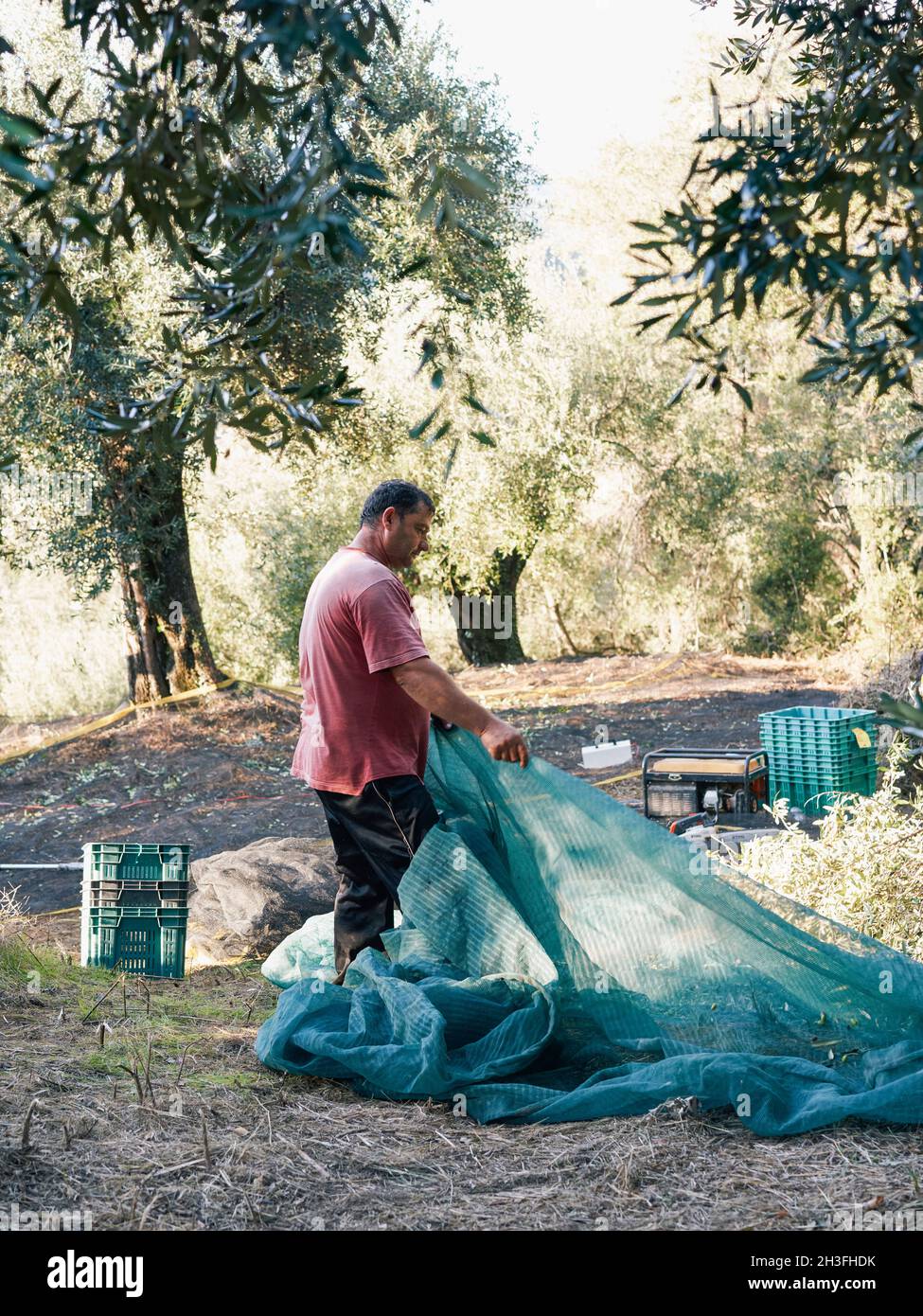 Corfu's Olive Harvest Stock Photo - Alamy
