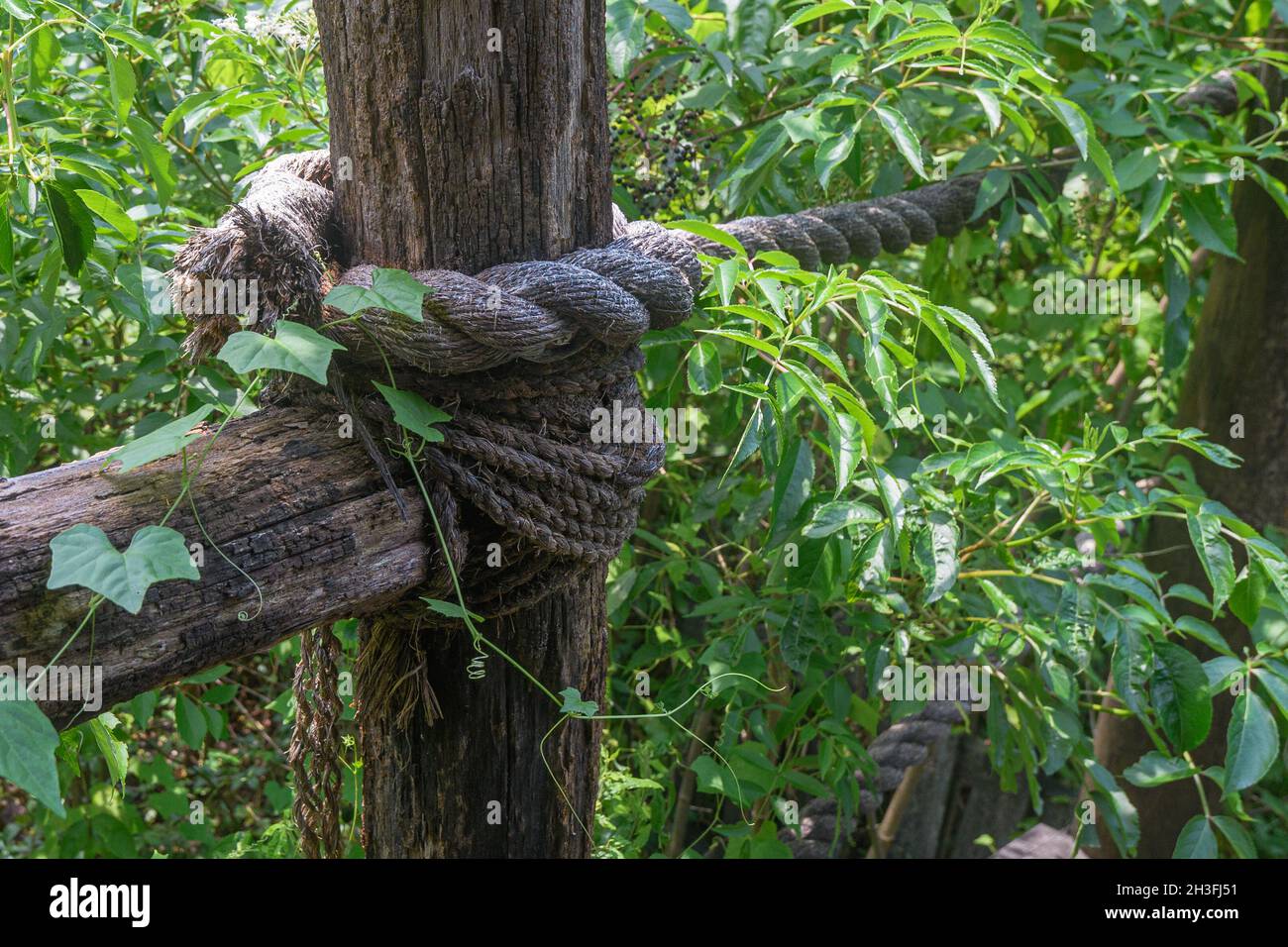 Very Large Rope Knotted Around a Wooden Pylon in the Woods Stock Photo ...