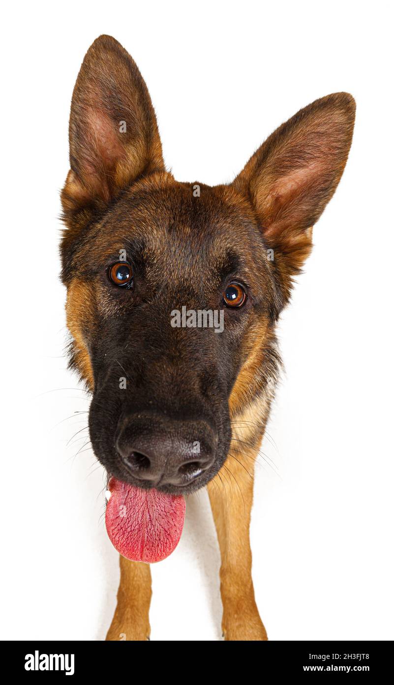 Cute German shepherd looking up isolated on white background Stock ...