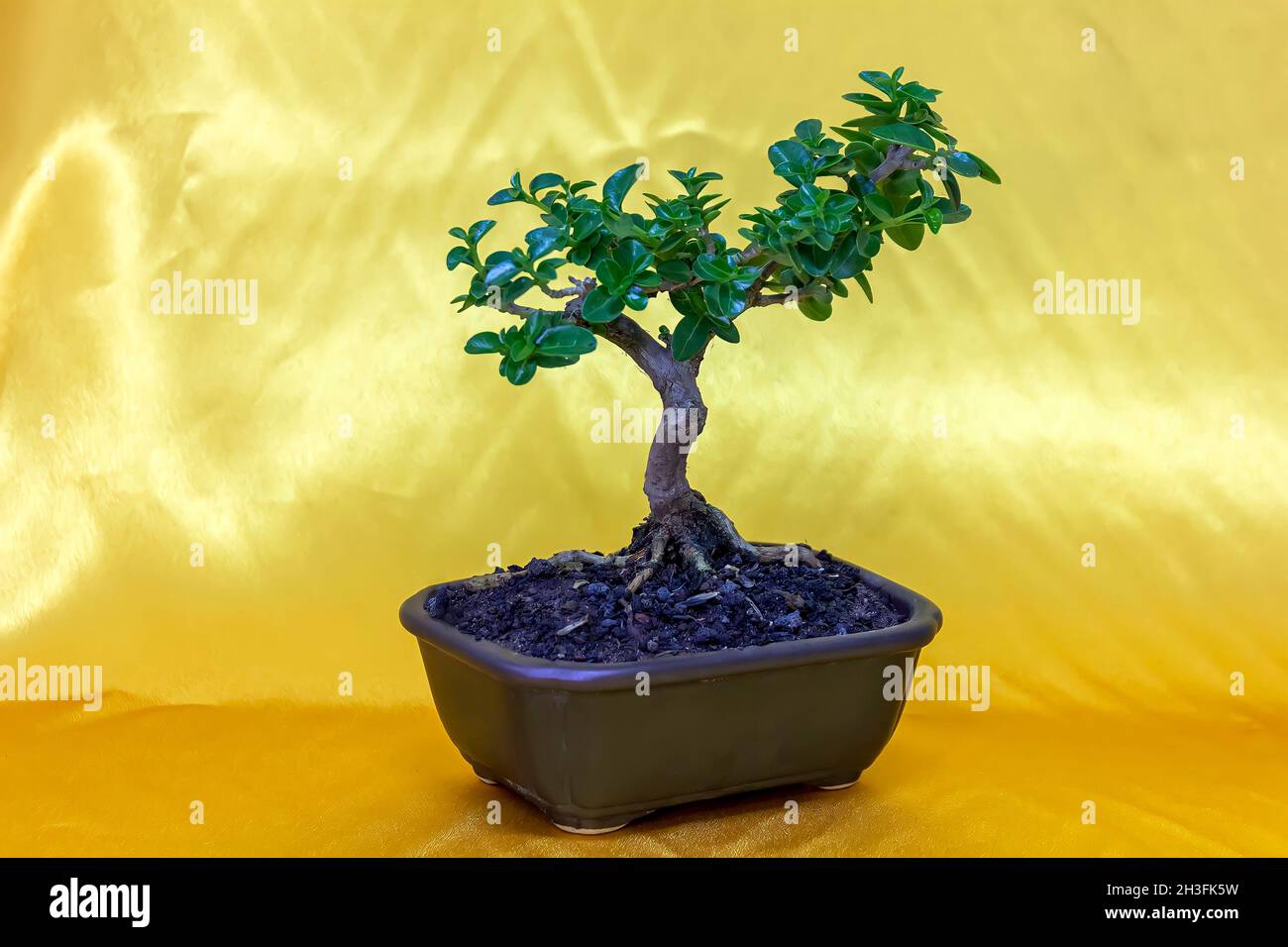 Mini bonsai hi-res stock photography and images - Alamy