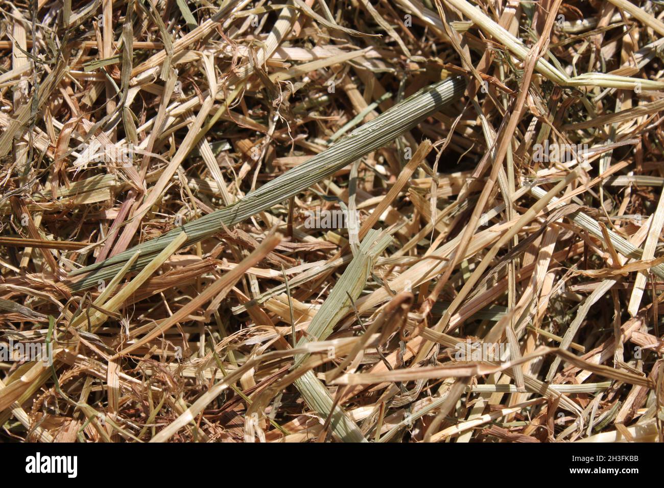 dry soft hay close up Stock Photo - Alamy