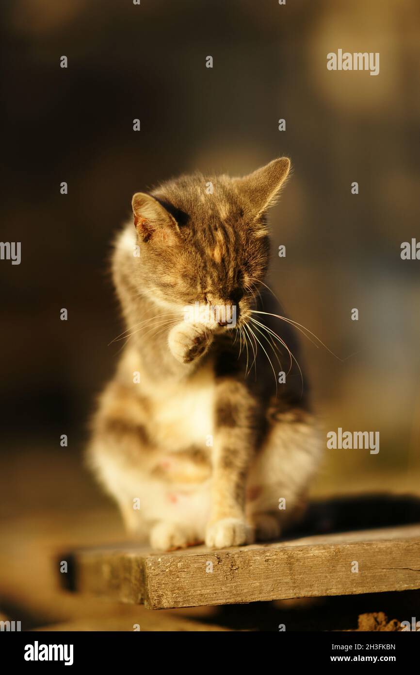 Paw of a turtle hi-res stock photography and images - Alamy