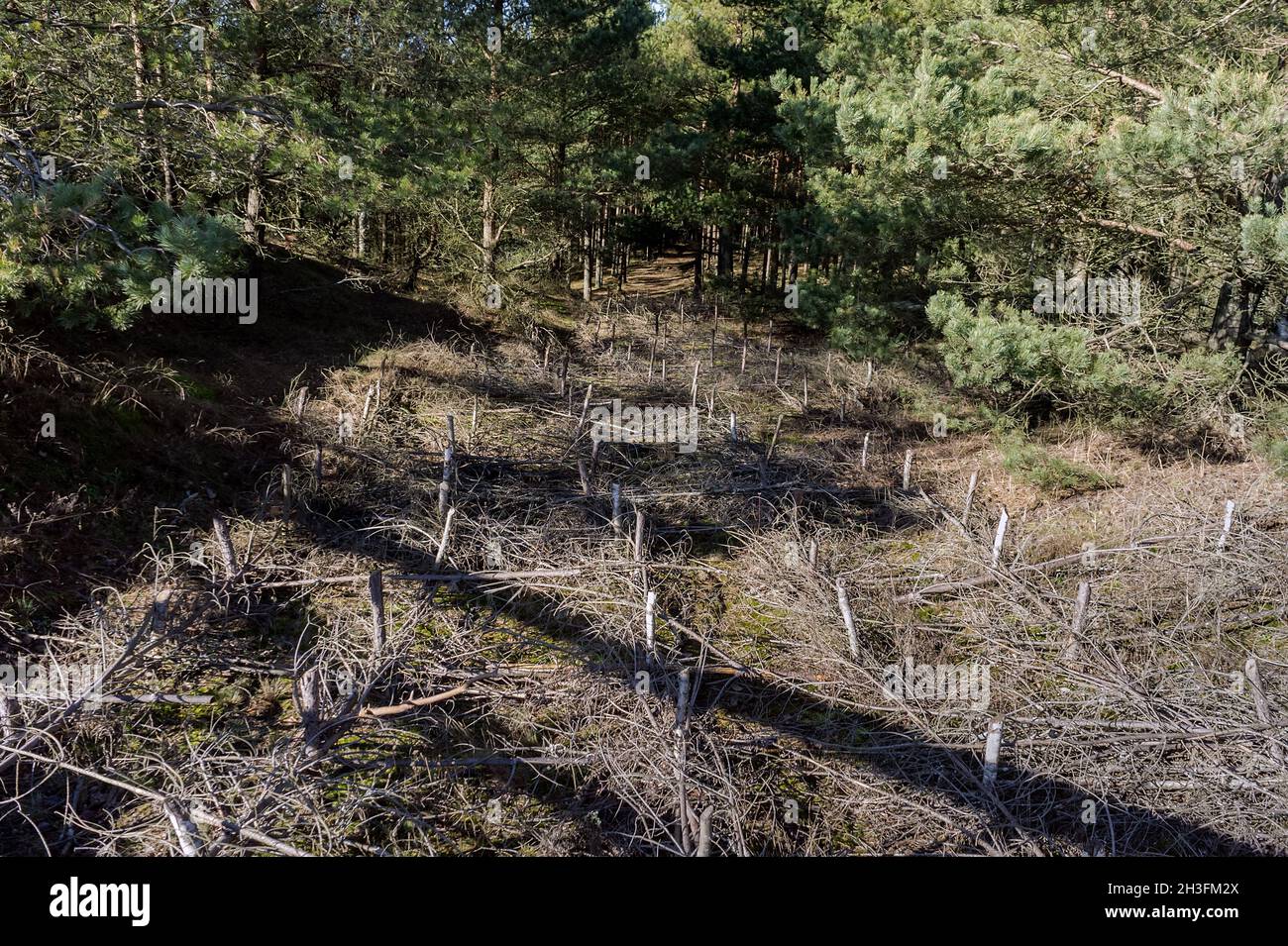 Sand dune stabilization. Strengthening sand dunes. Curonian Spit on the ...