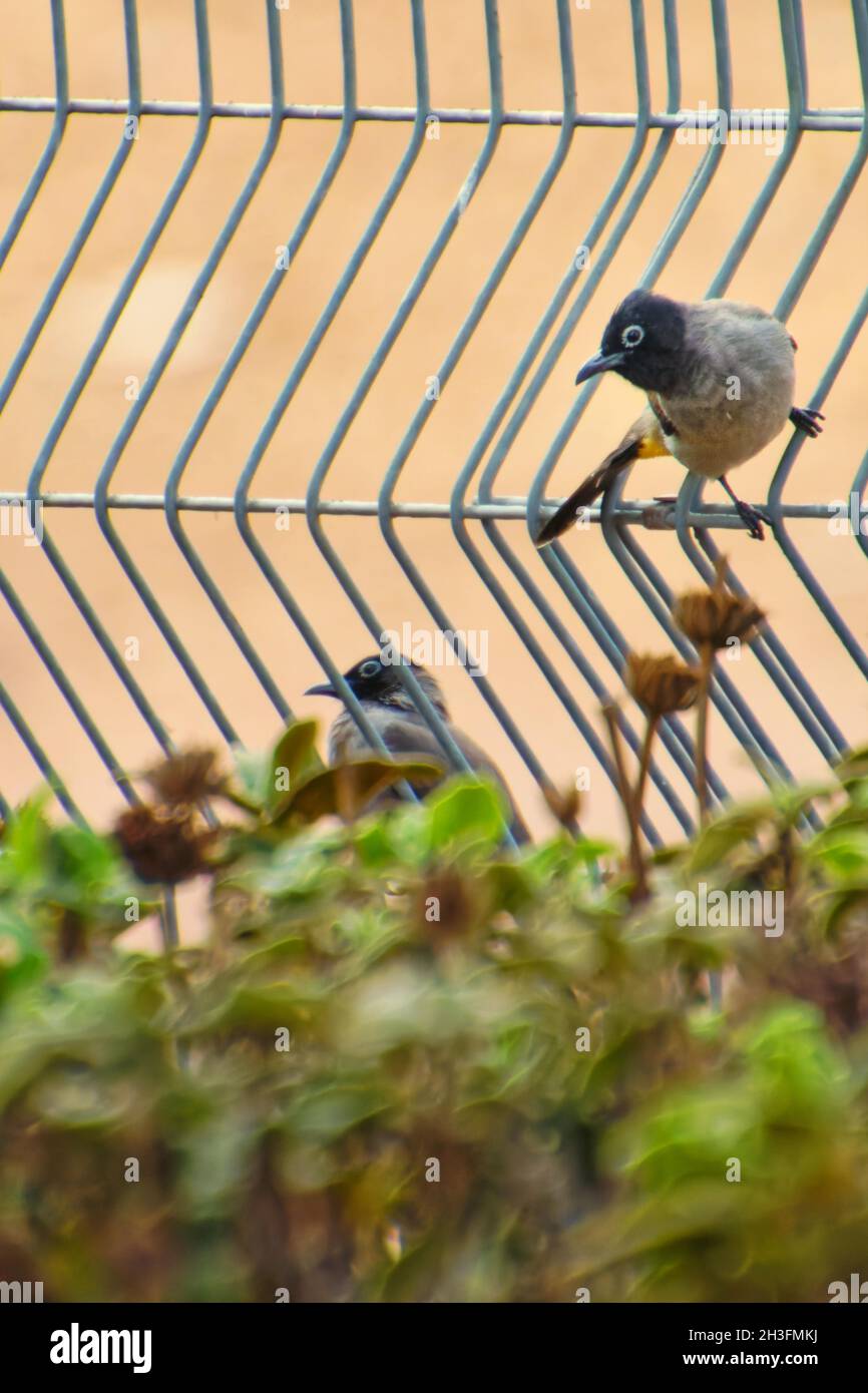 Sooty-headed Bulbul in nature of Thailand Stock Photo - Alamy