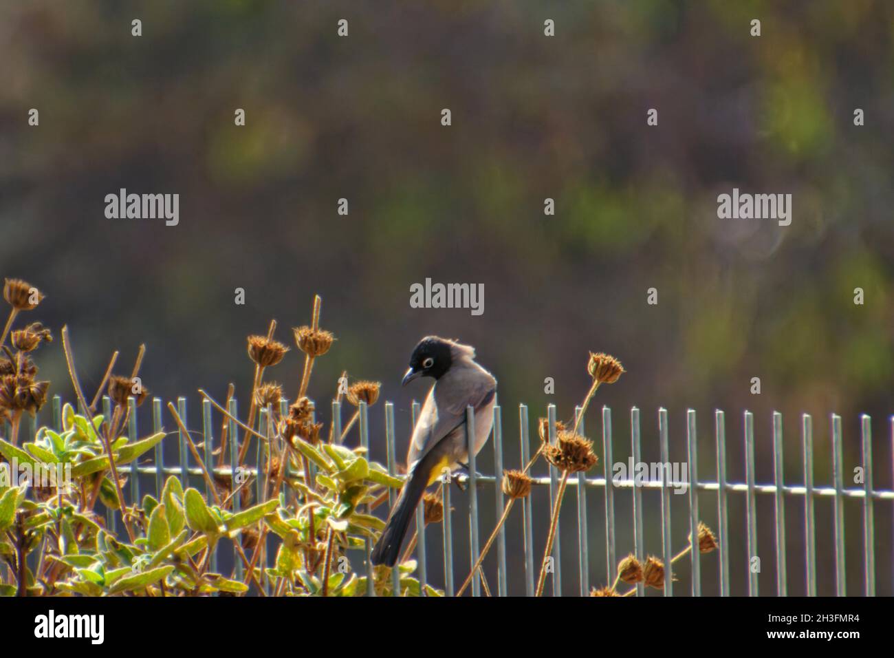 Call to nature hi-res stock photography and images - Alamy