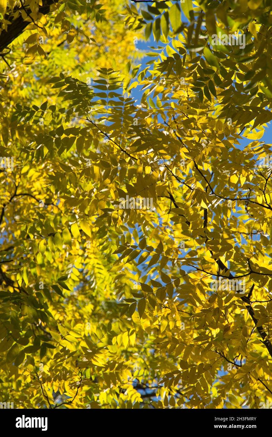 A Selective Soft Focus. trees with bright colorful leaves against a ...