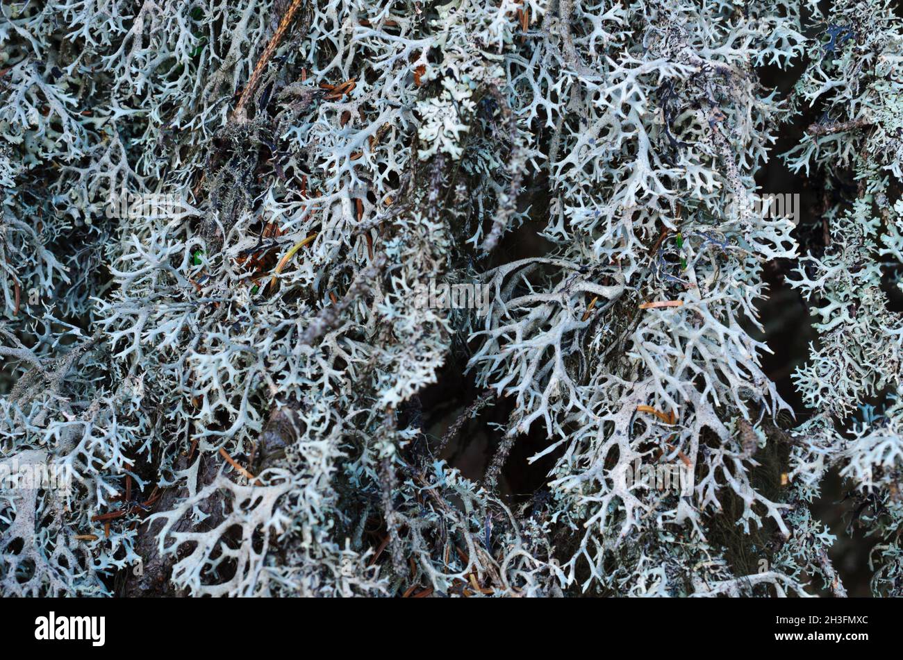 oak moss (a lichen) close-up of on a pine branch in a forest. on a pine ...