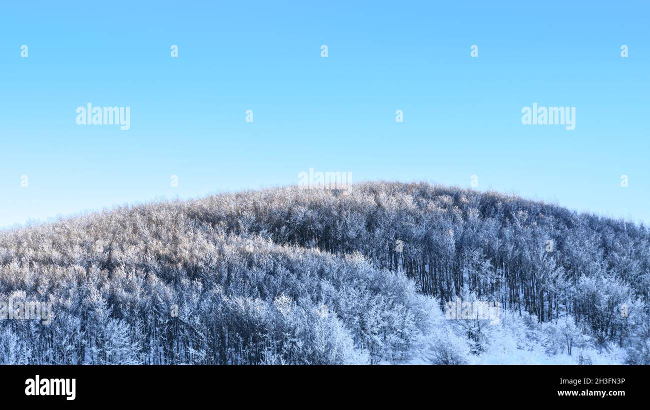 rounded hill, covered with snow trees, falling light sun rays on a blue ...