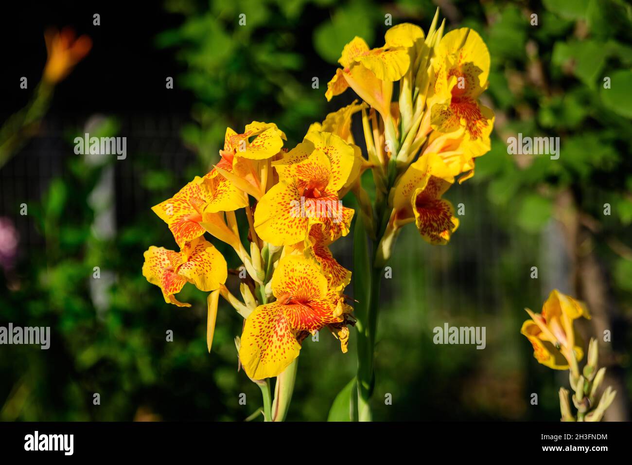 Vivid yellow and red flowers of Canna indica, commonly known as Indian ...