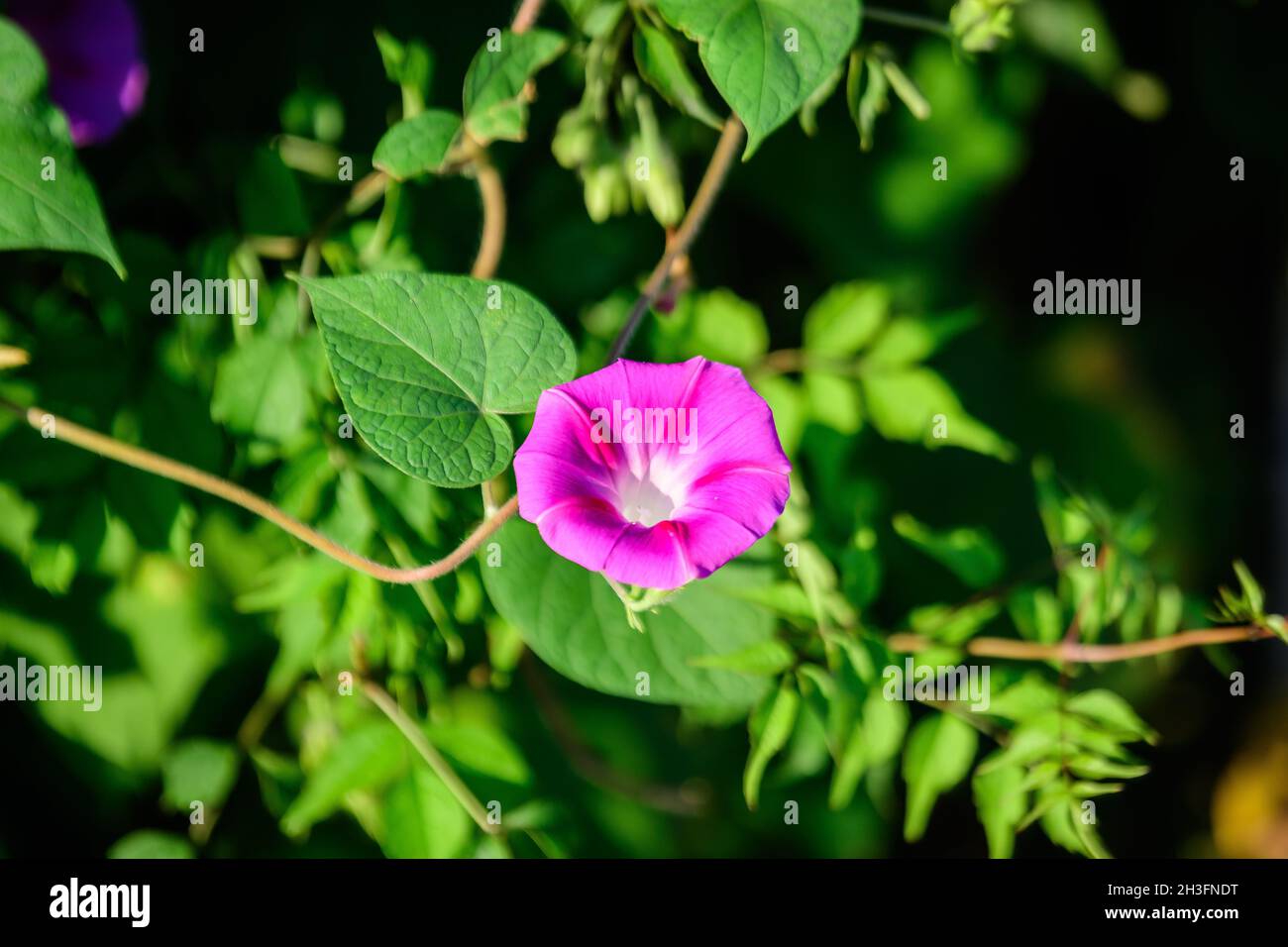 One delicate light blue purple flower of Ipomoea purpurea, commonly ...