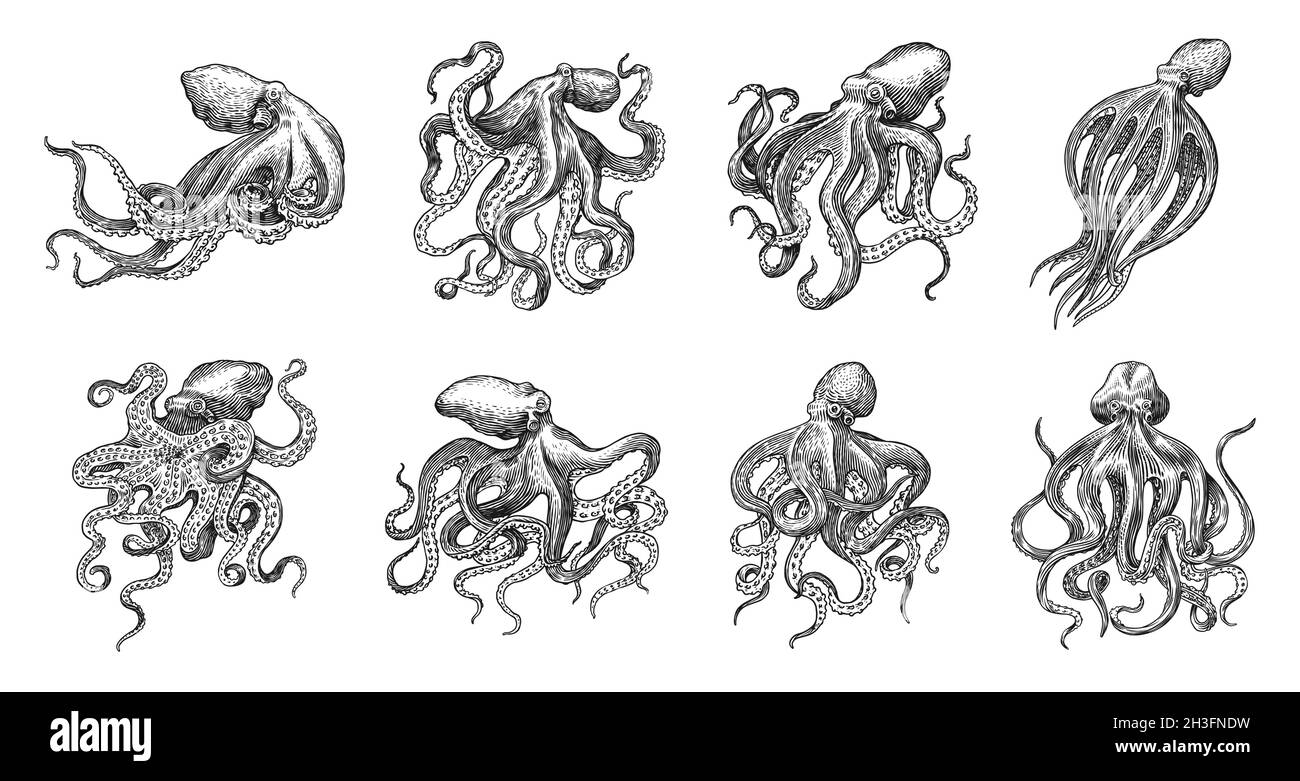 Octopus engraving hi-res stock photography and images - Alamy