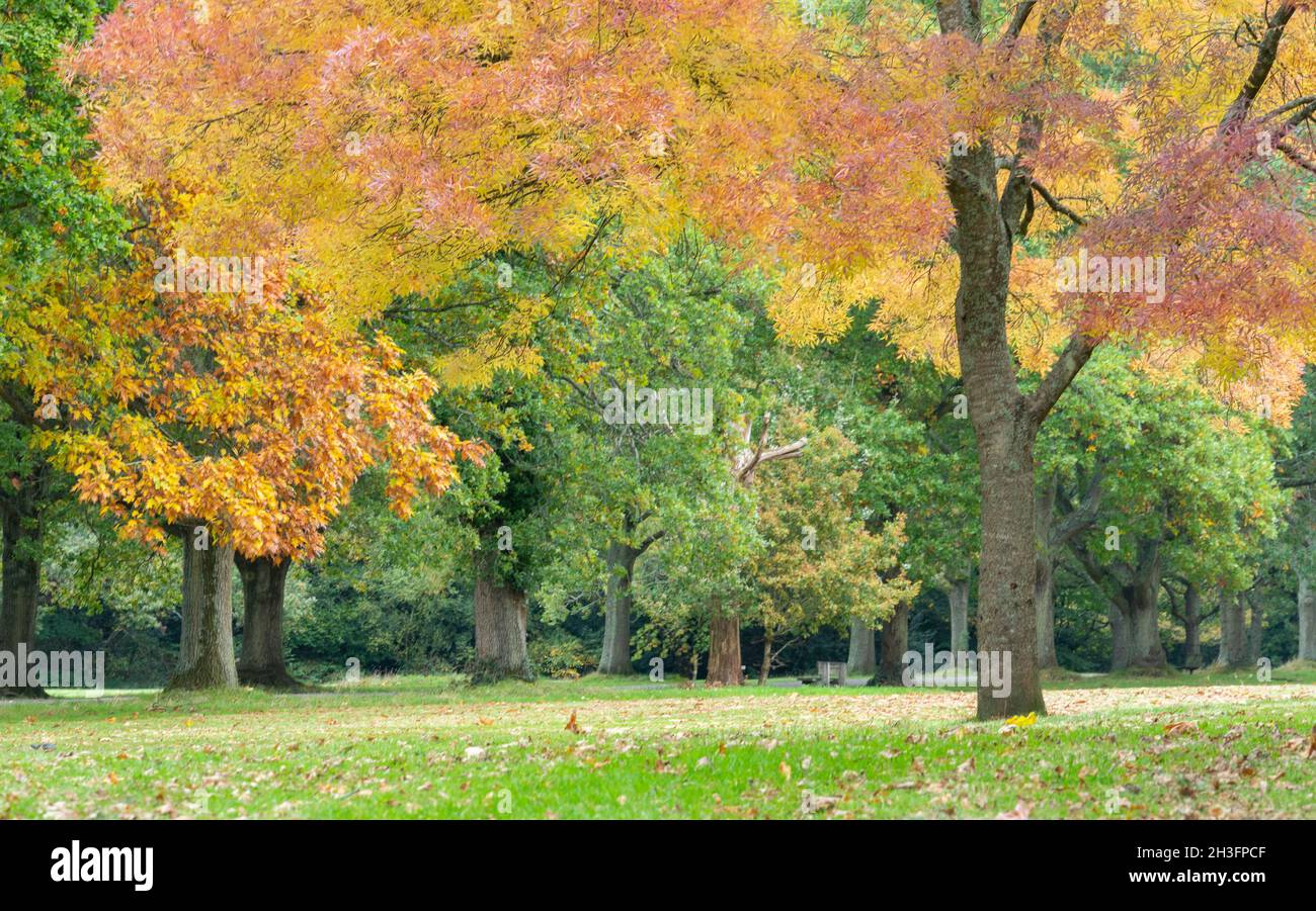 Southampton common park hi-res stock photography and images - Alamy