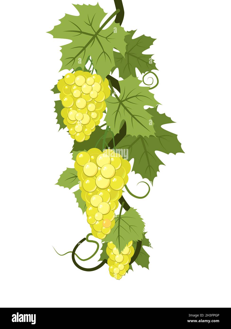Yellow vine Stock Vector Images - Alamy