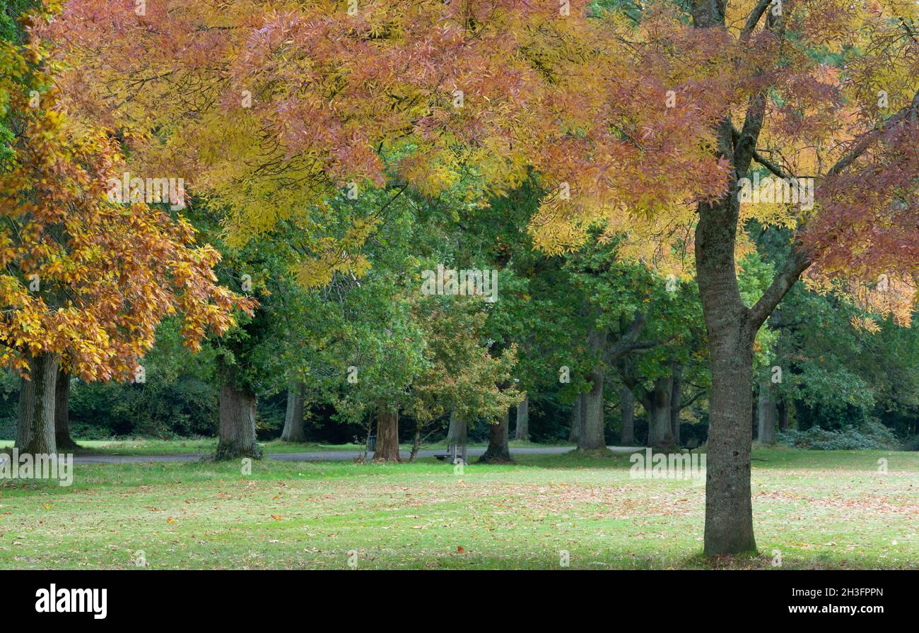 Autumn trees on Southampton Common Stock Photo - Alamy