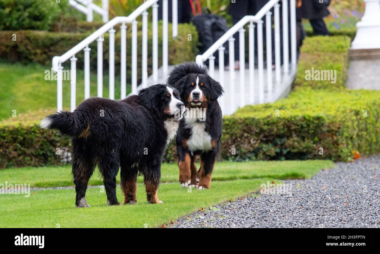 Dublin, Ireland. 27th Oct, 2021. The Bernese mountain dogs Brod and ...