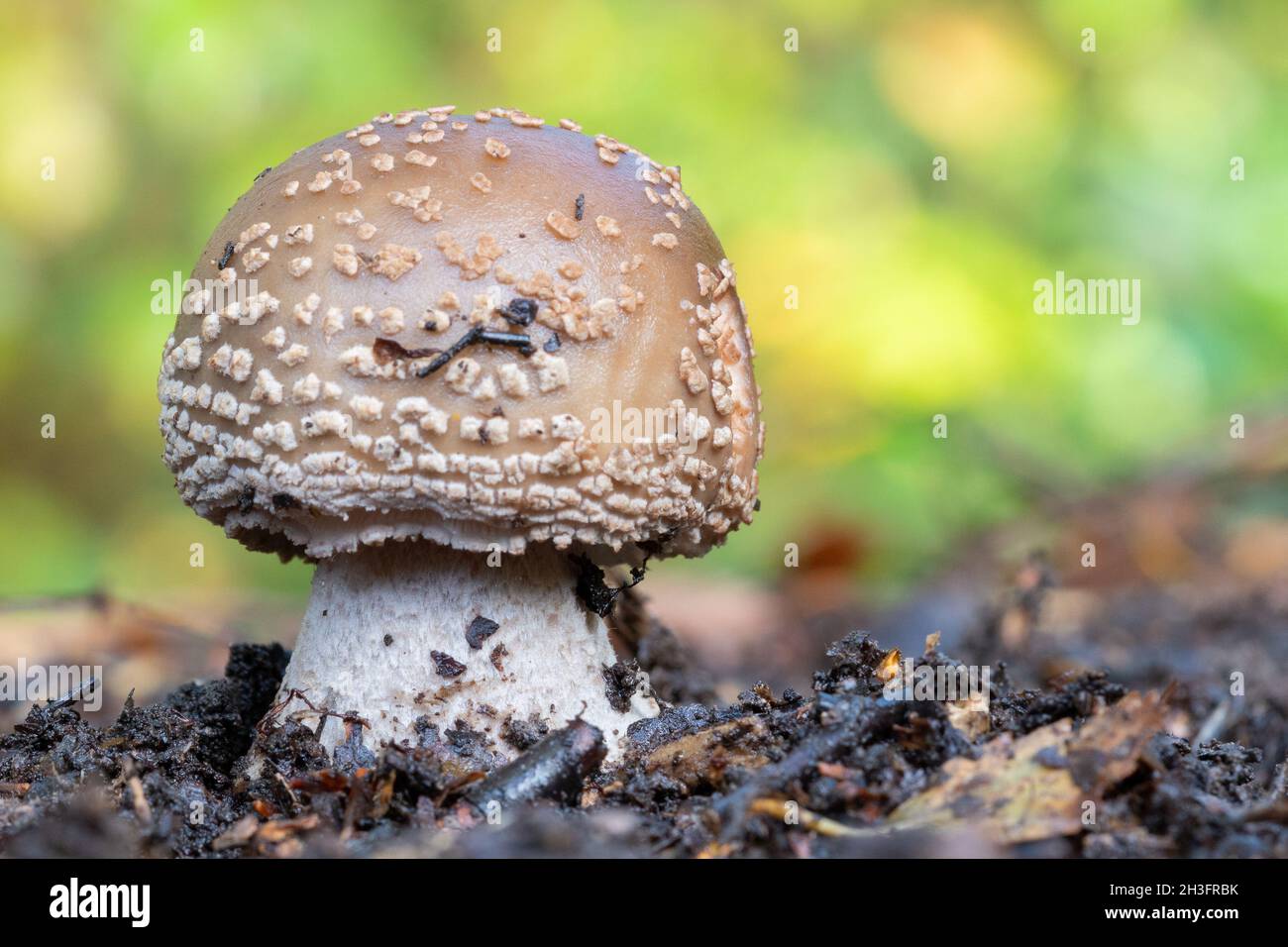 single mushroom on Southampton Common Stock Photo - Alamy