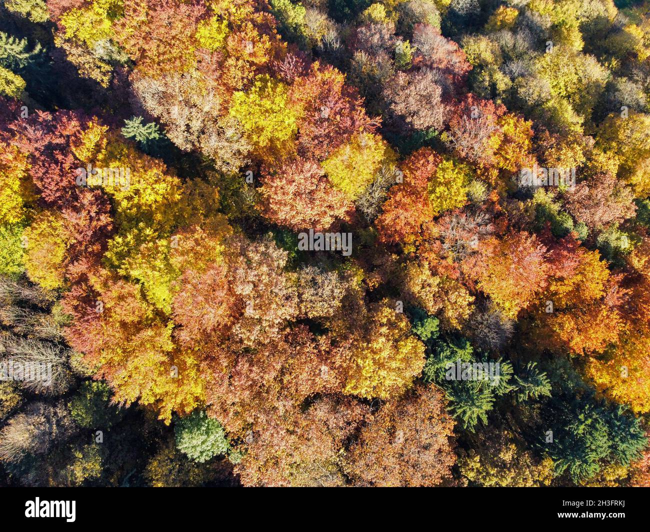 aerial view of an autumn forest Stock Photo - Alamy