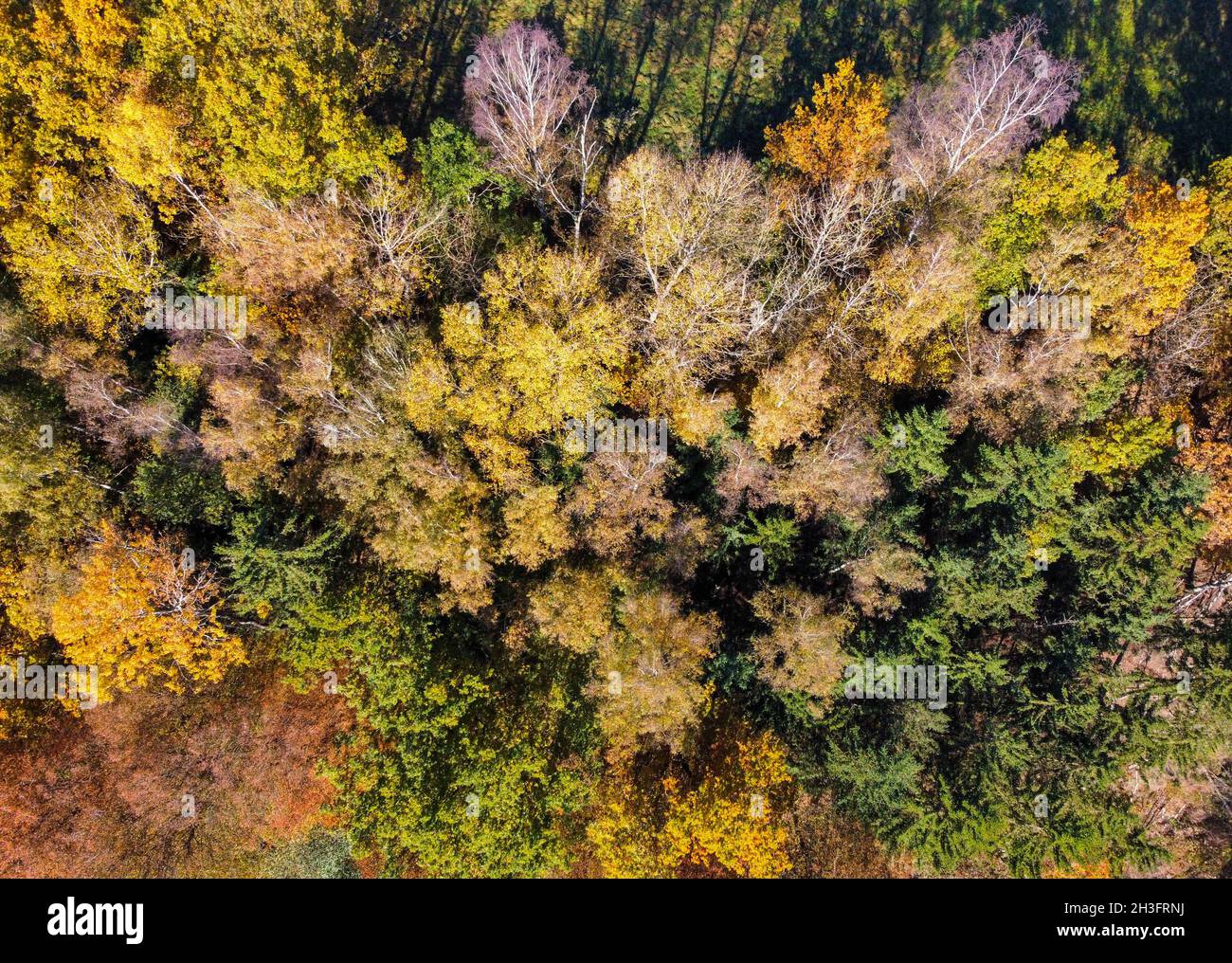 aerial view of an autumn forest Stock Photo - Alamy
