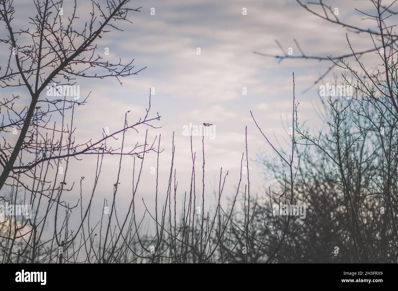 Without leaves tree vector hi-res stock photography and images - Alamy