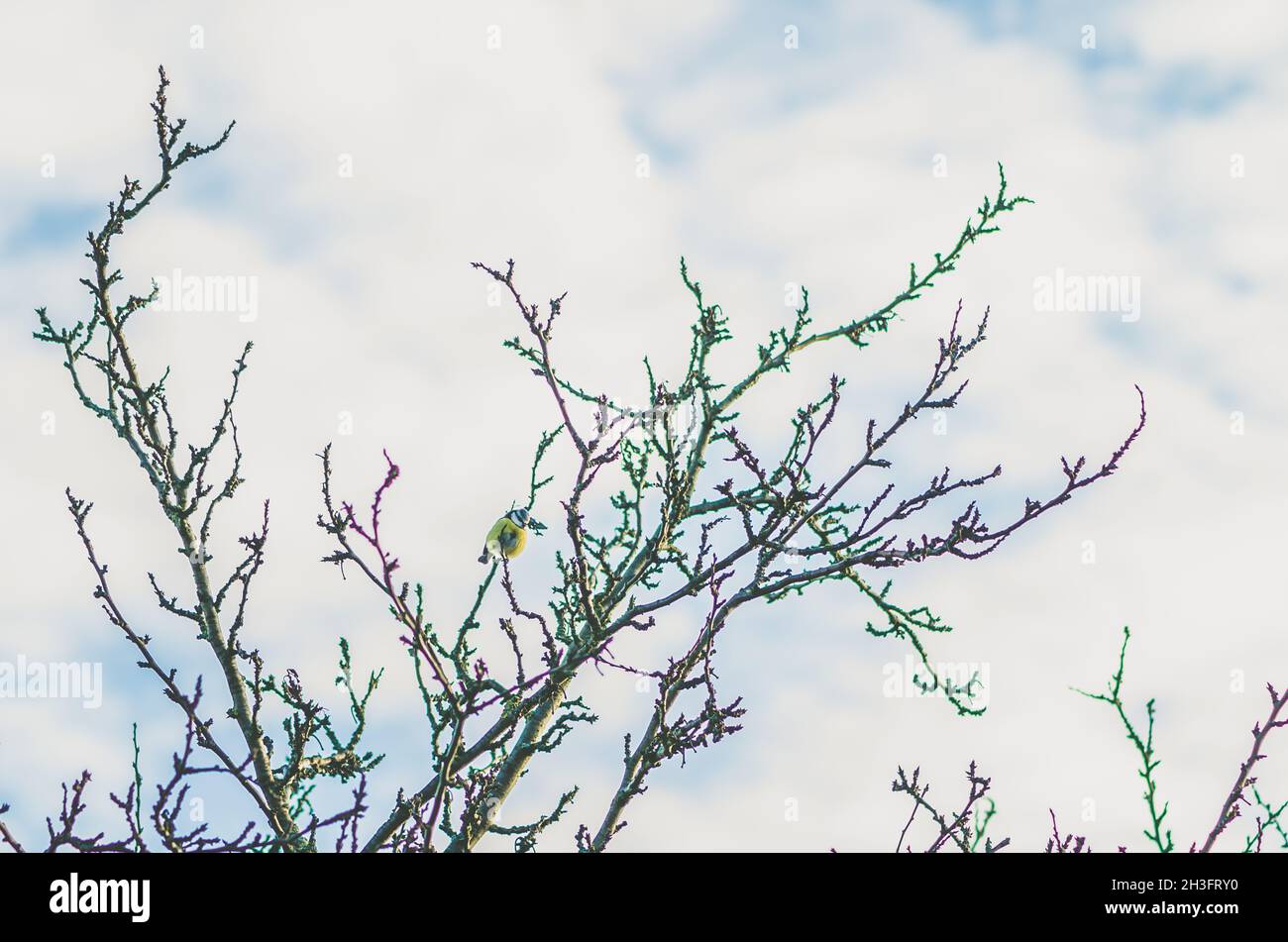 empty tree without leaves in autumnal atmosphere in the country Stock ...