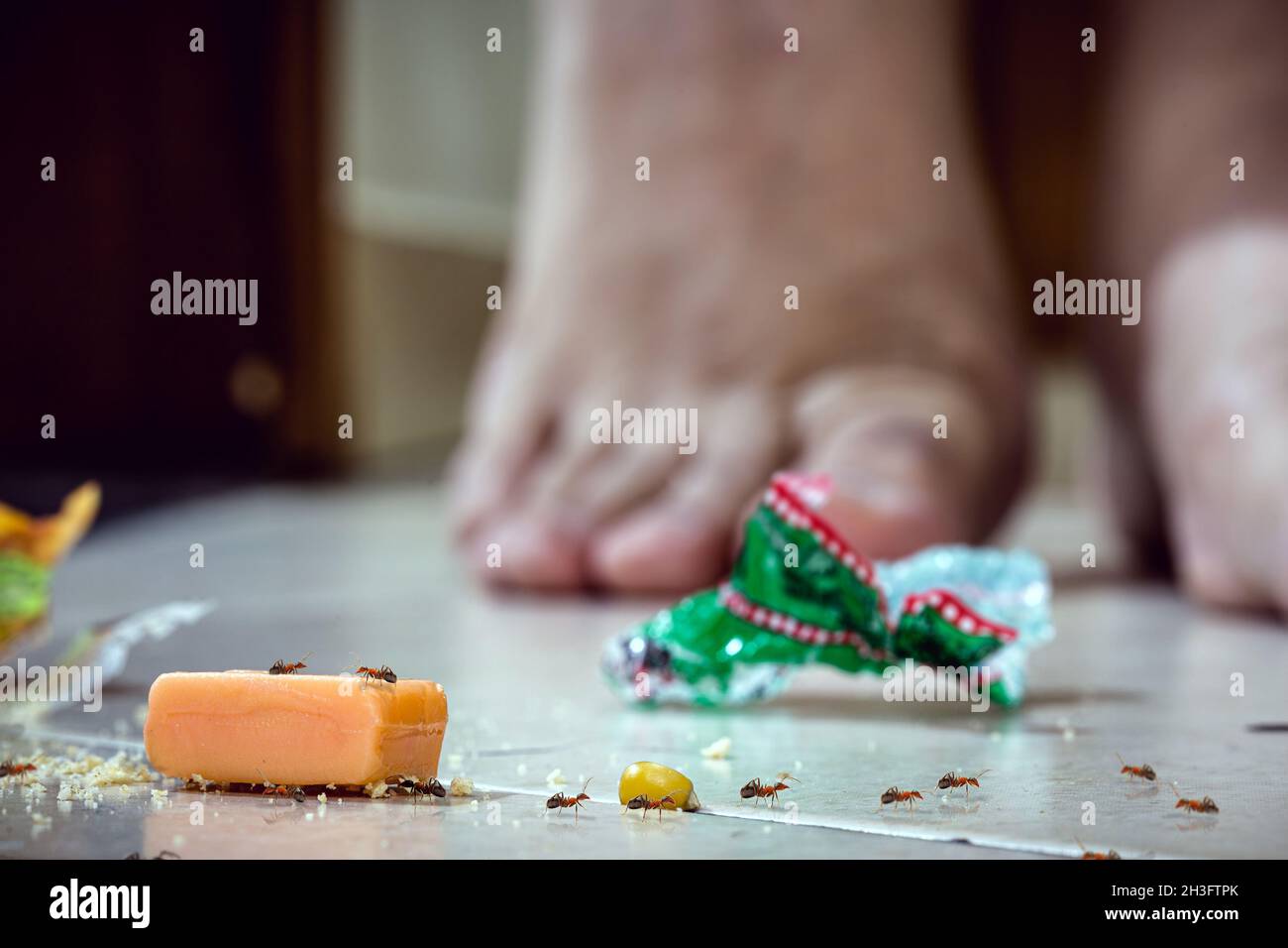 ants on the floor eating leftover food and sweets, crumbs and dirt on ...