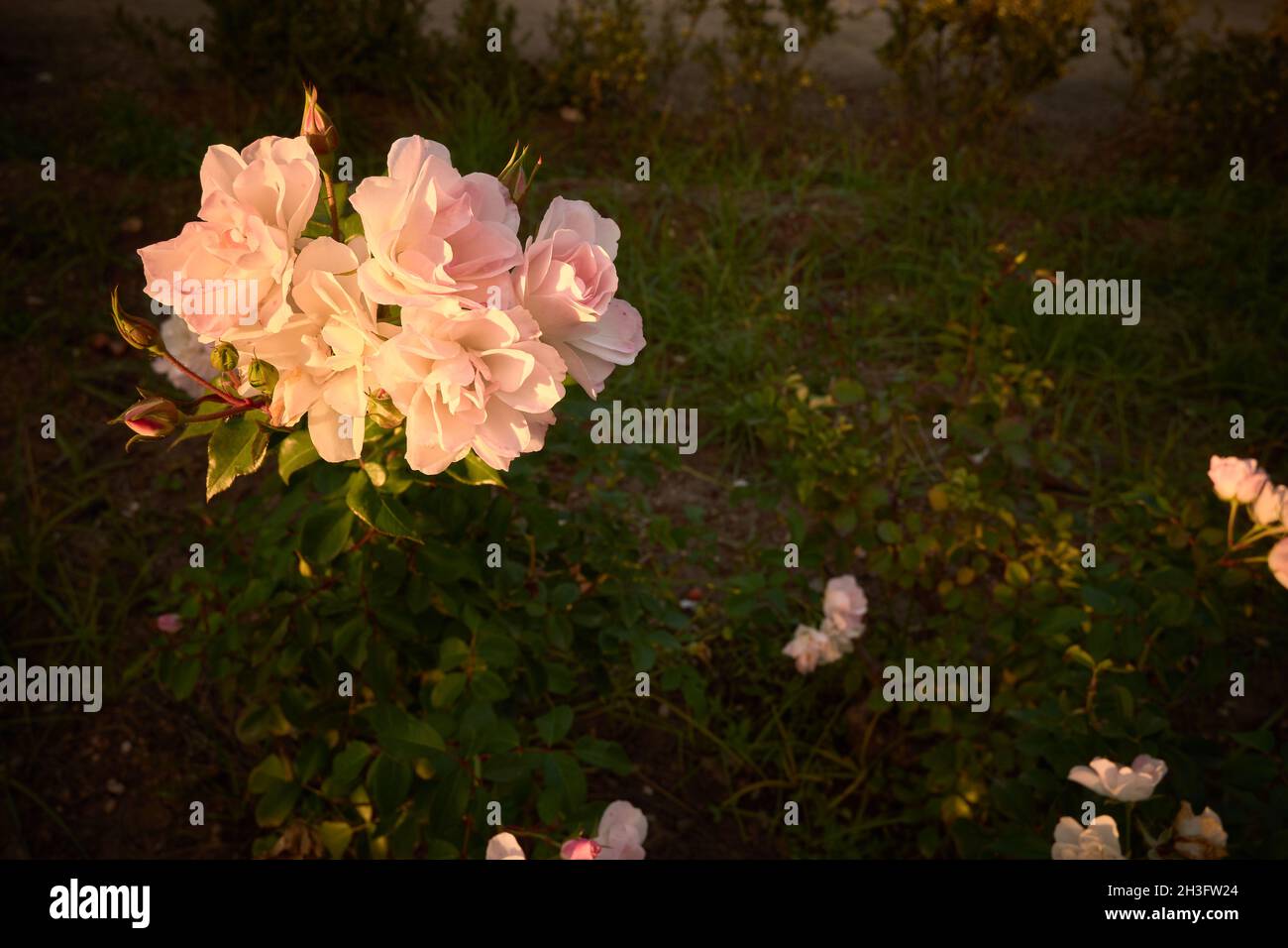 Beautiful natural white flowers hi-res stock photography and images - Alamy
