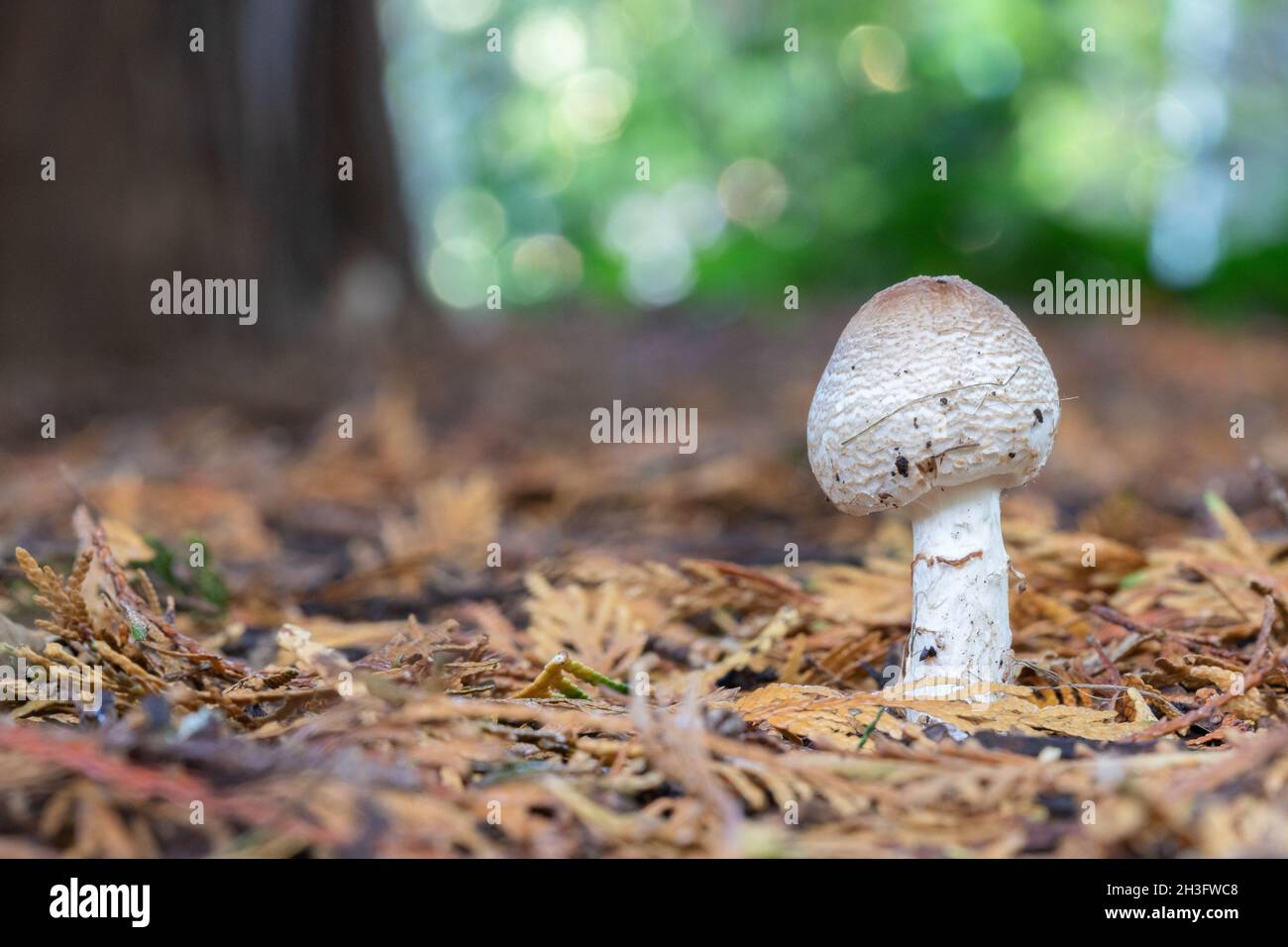 single mushroom on Southampton Common Stock Photo - Alamy