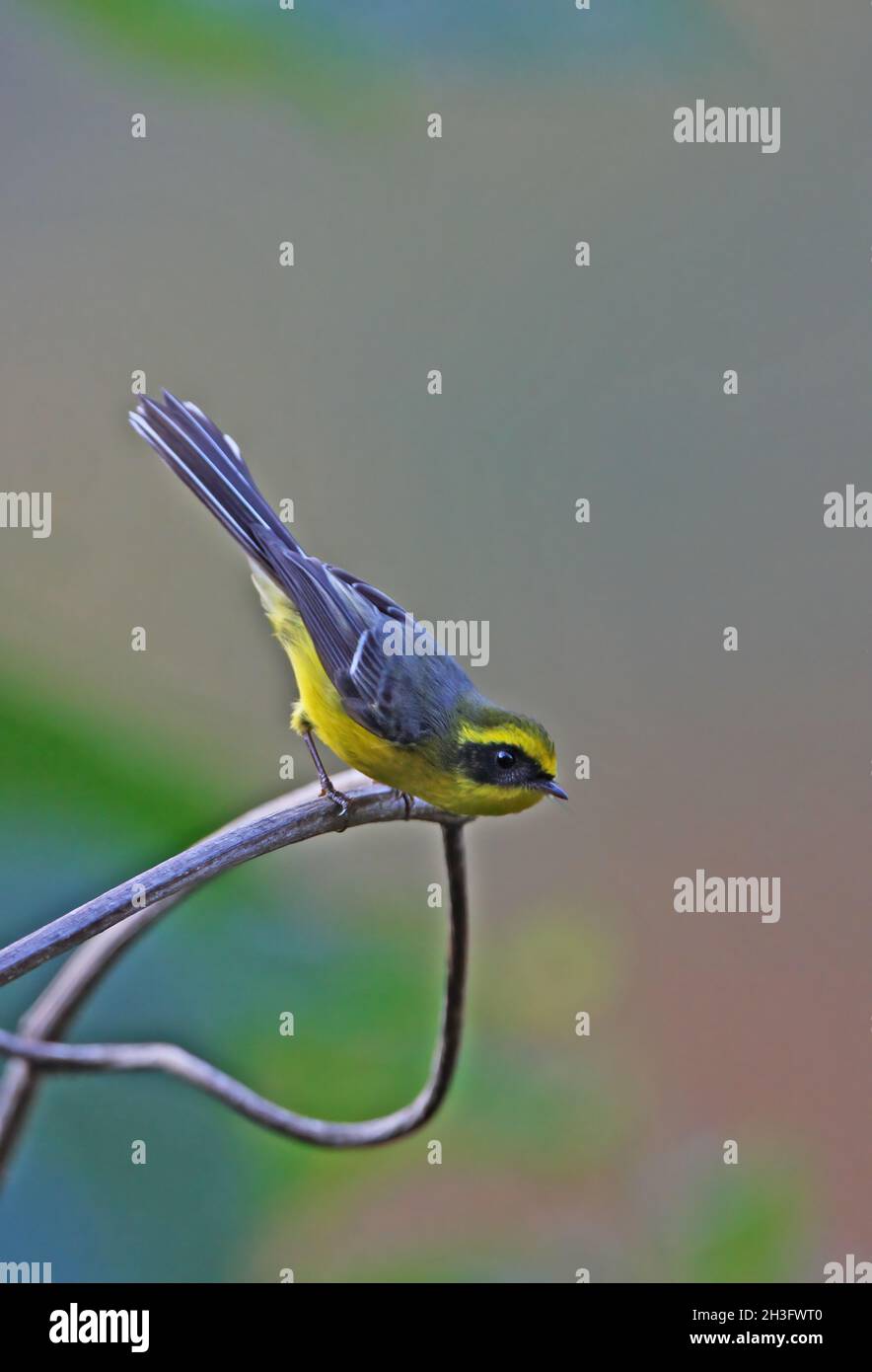 Yellow-bellied Fairy-fantail (Chelidorhynx hypoxantha) adult male ...