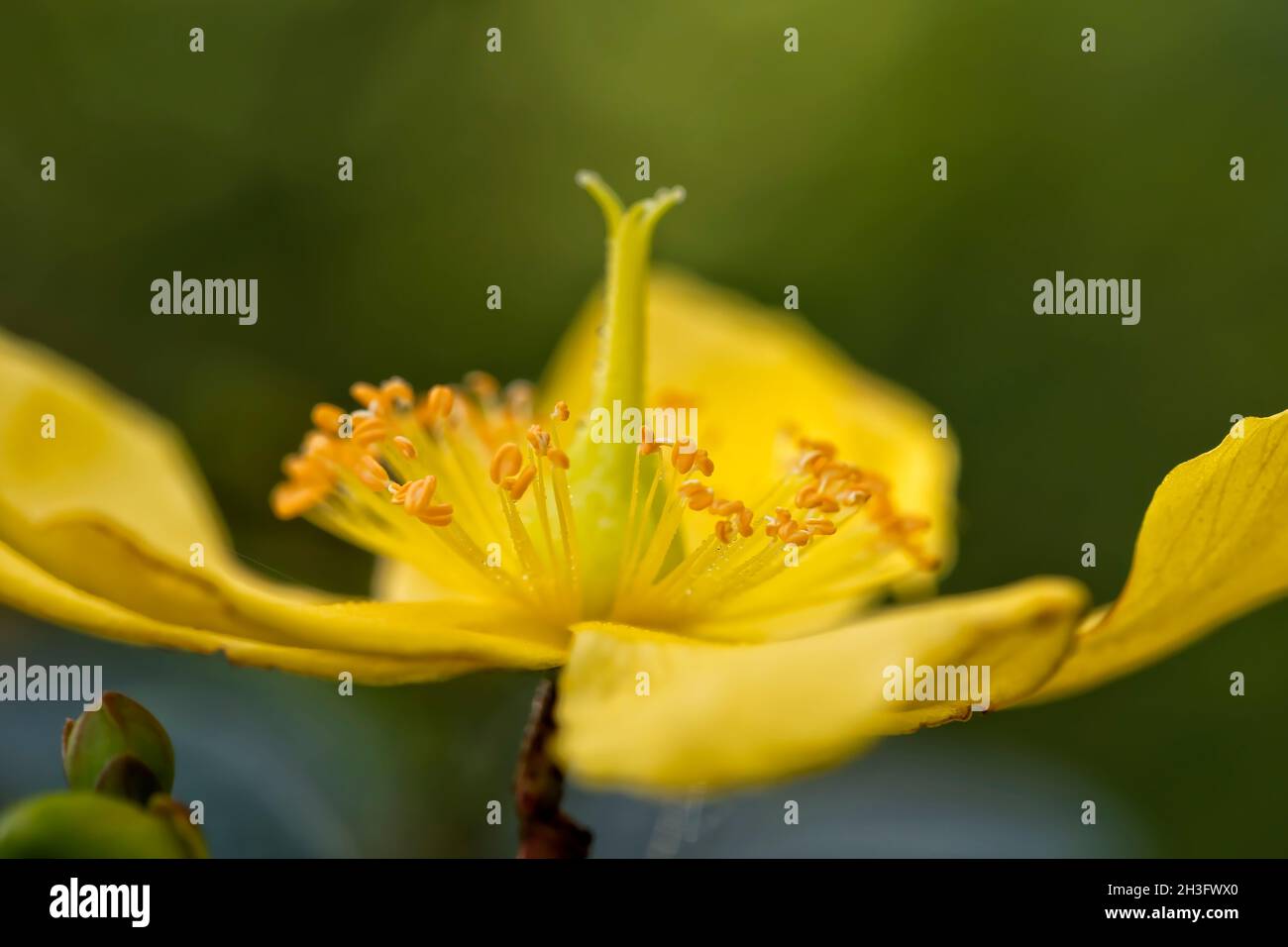 Detail of the flower of the Hypericum hookerianum Hidcote plant in the ...