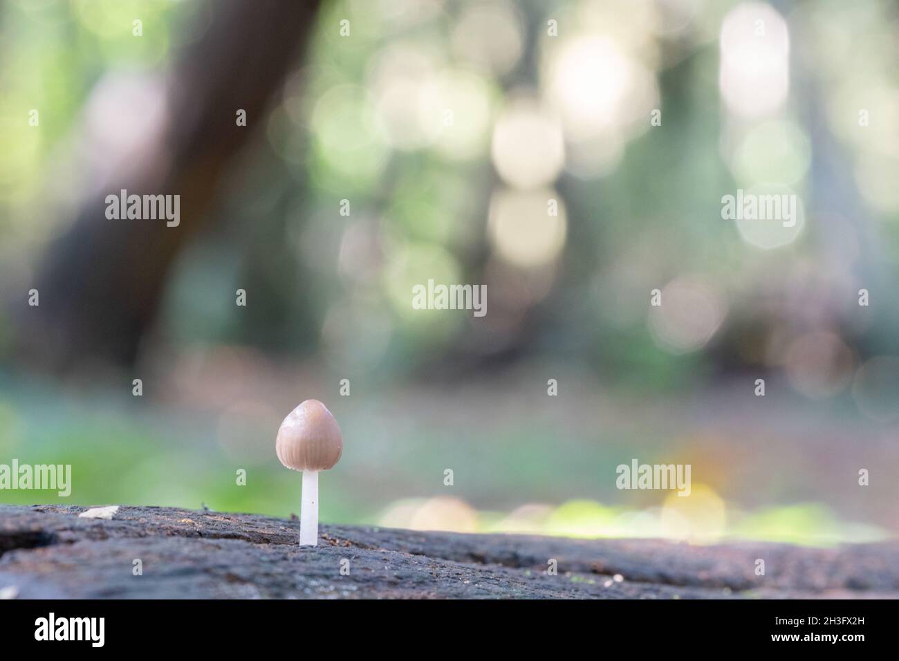 single mushroom on Southampton Common Stock Photo - Alamy