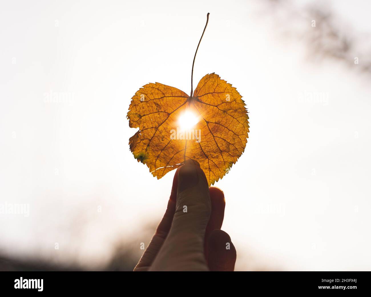 Hand and leaf hi-res stock photography and images - Alamy