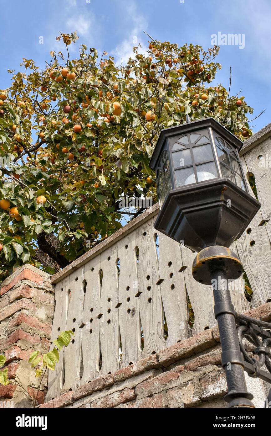 Street lamp, fence and fruit tree in the background. Bottom view of ...