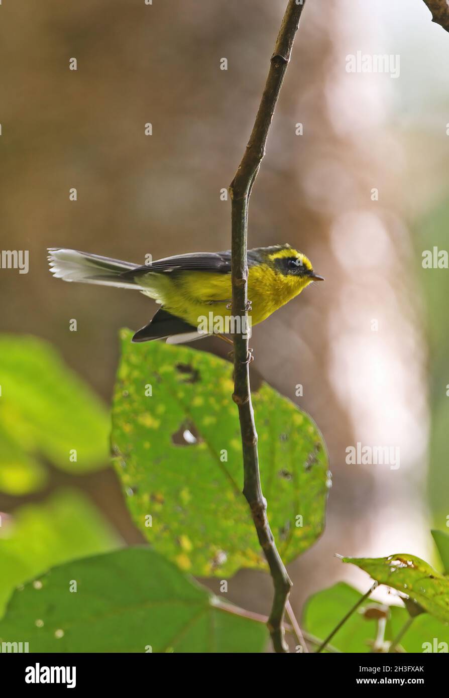 Yellow-bellied Fairy-fantail (Chelidorhynx hypoxantha) adult perched on ...