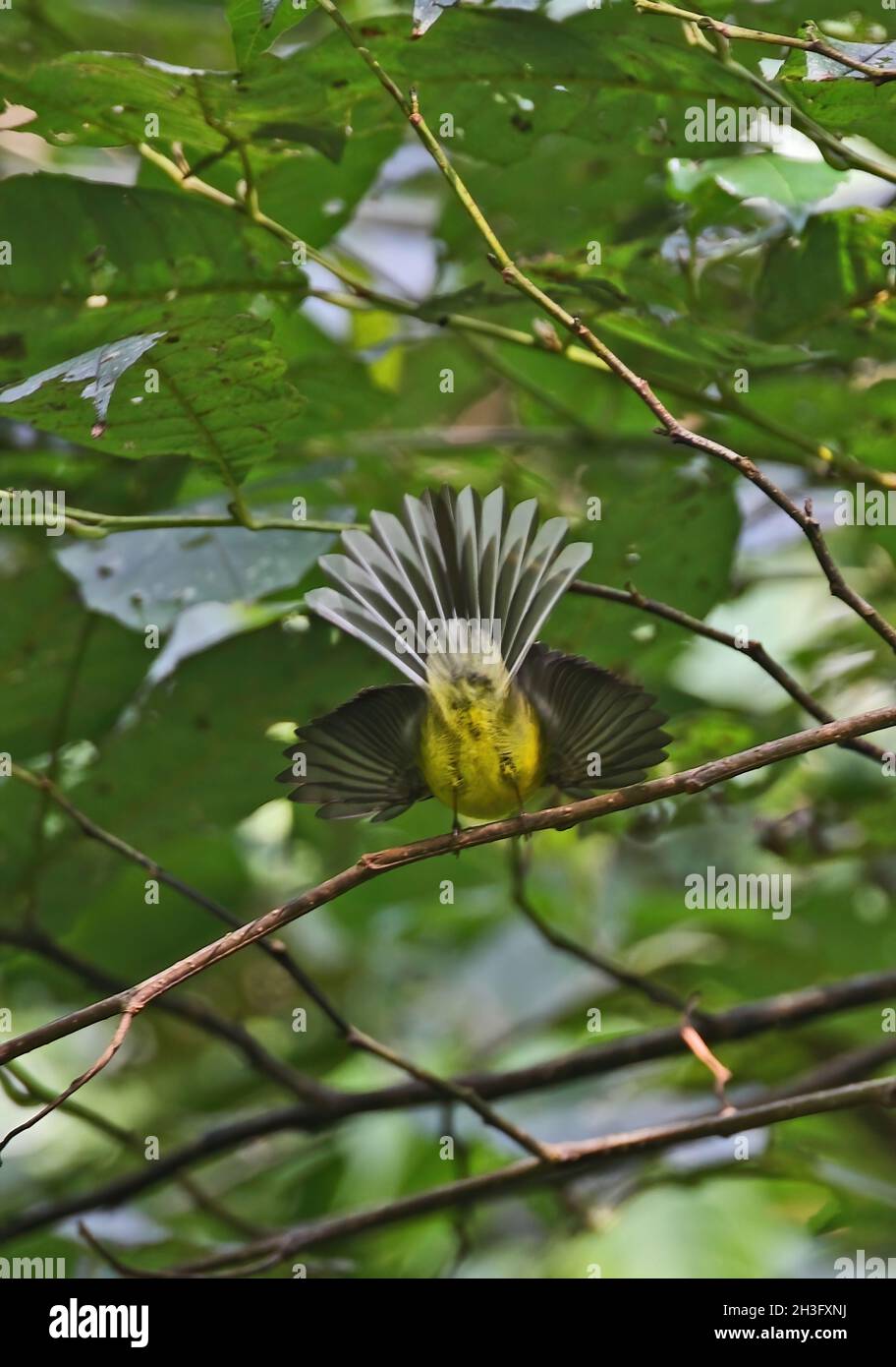 Yellow-bellied Fairy-fantail (Chelidorhynx hypoxantha) adult perched in ...