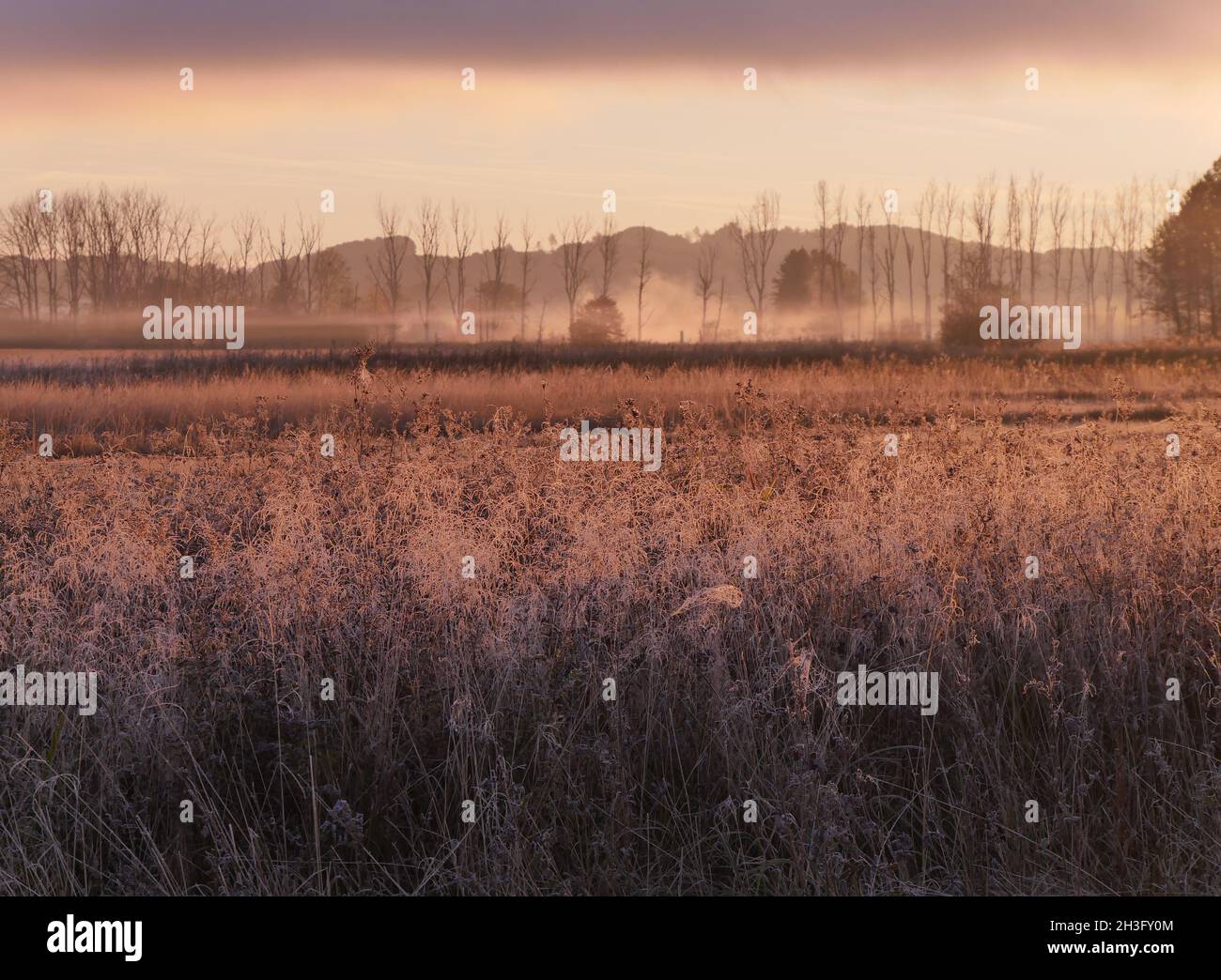Early Morning Fog In Ampermoos, Amper Fen, River Valley Fen Near Lake ...