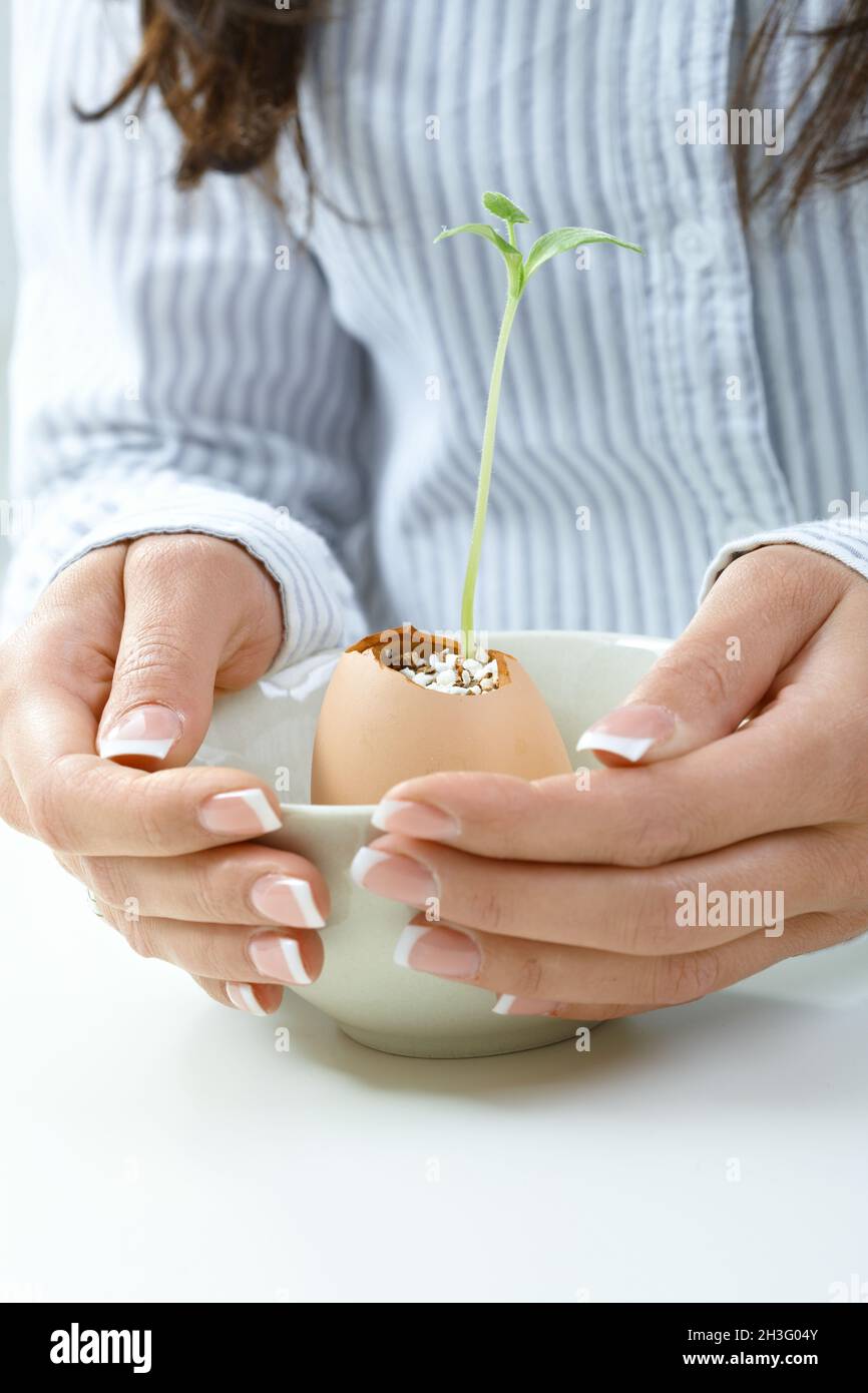 Female hands holding growing plant Stock Photo - Alamy