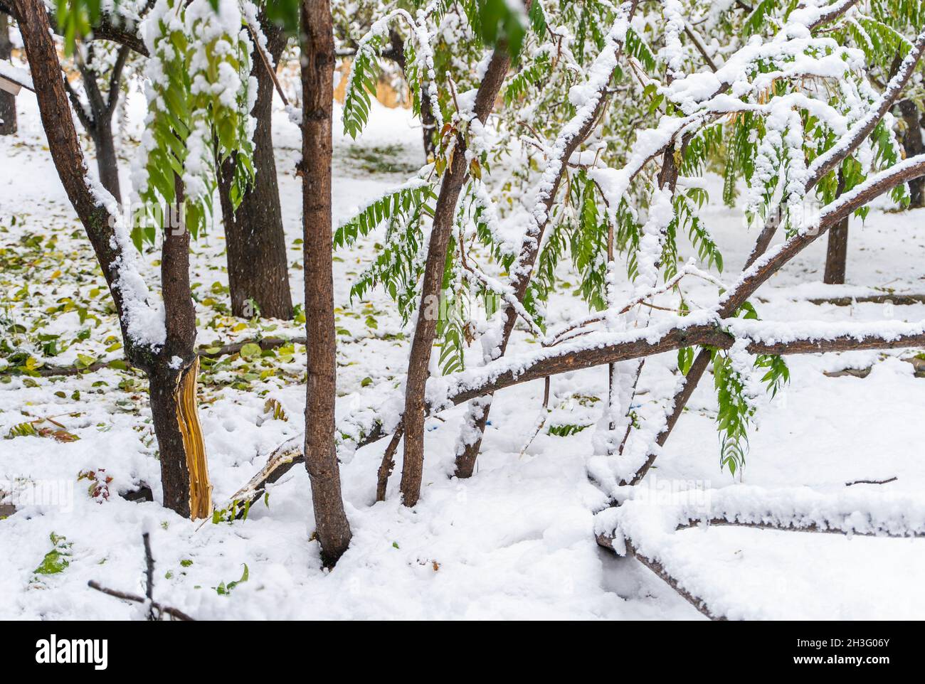 Frost damaged trees hi-res stock photography and images - Alamy