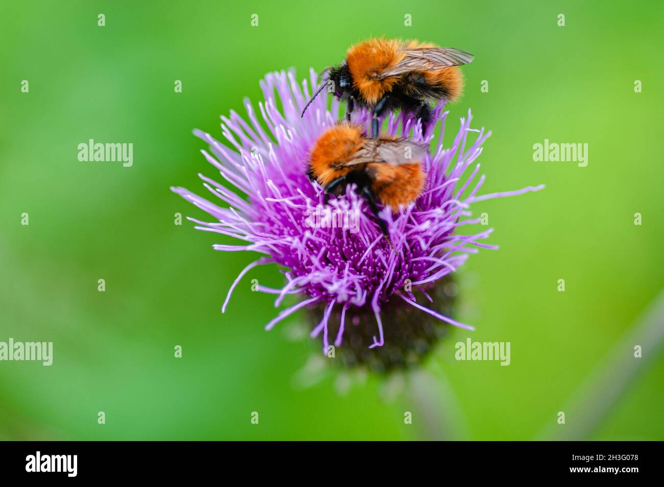 Closeup of bees pollinating on a purple thistle flower Stock Photo - Alamy
