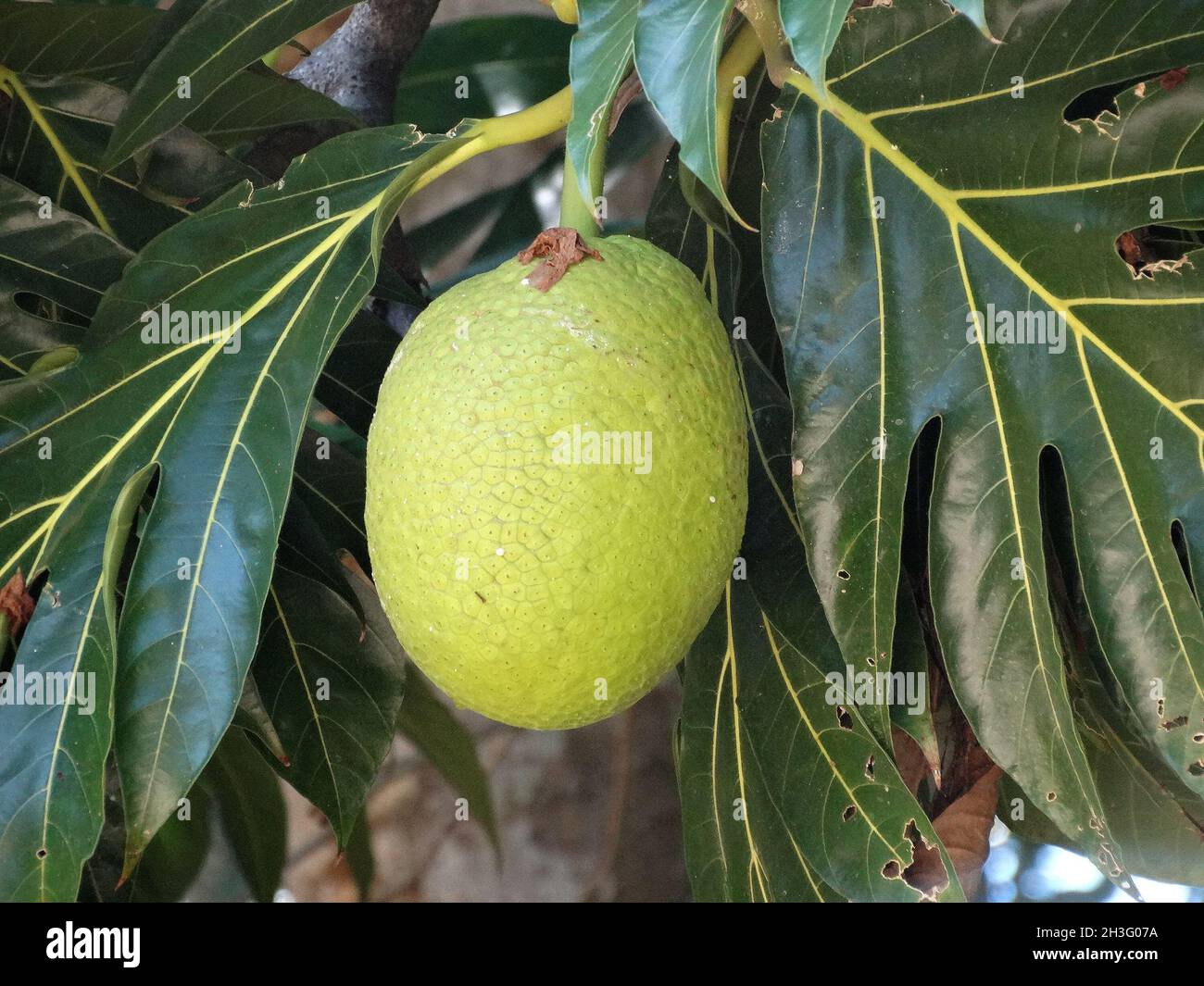 Closeup of breadfruit on a tree Stock Photo - Alamy