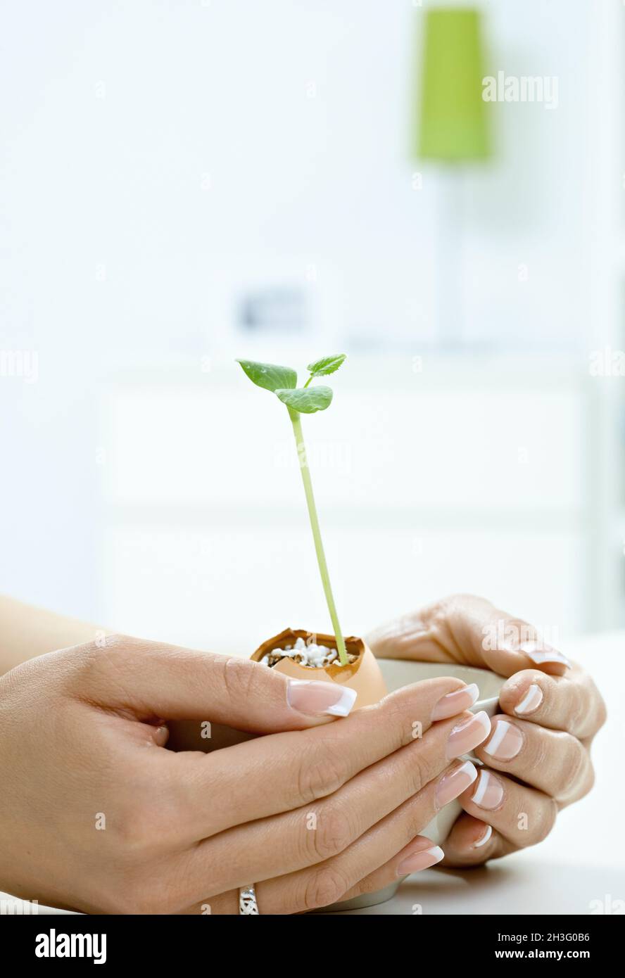 Female hands holding green plant Stock Photo - Alamy