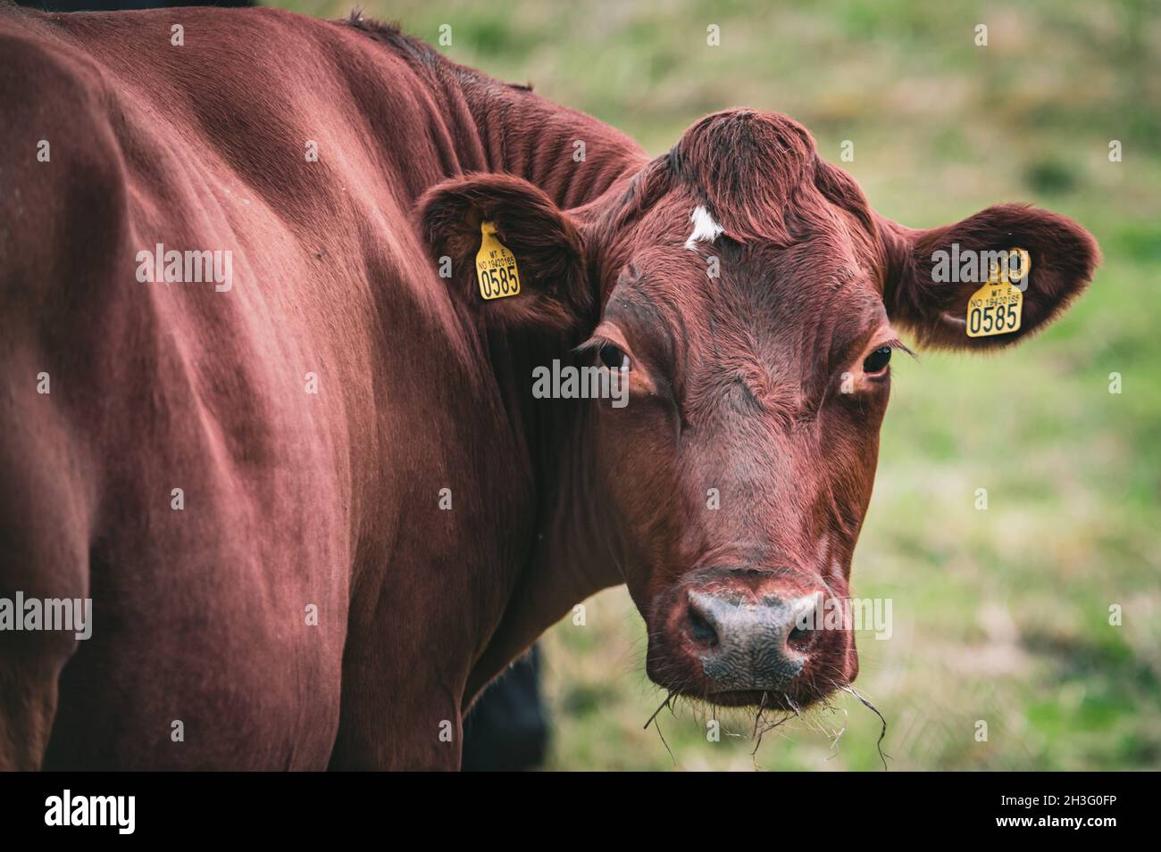 Brown cow on a farm with a blurred background Stock Photo - Alamy
