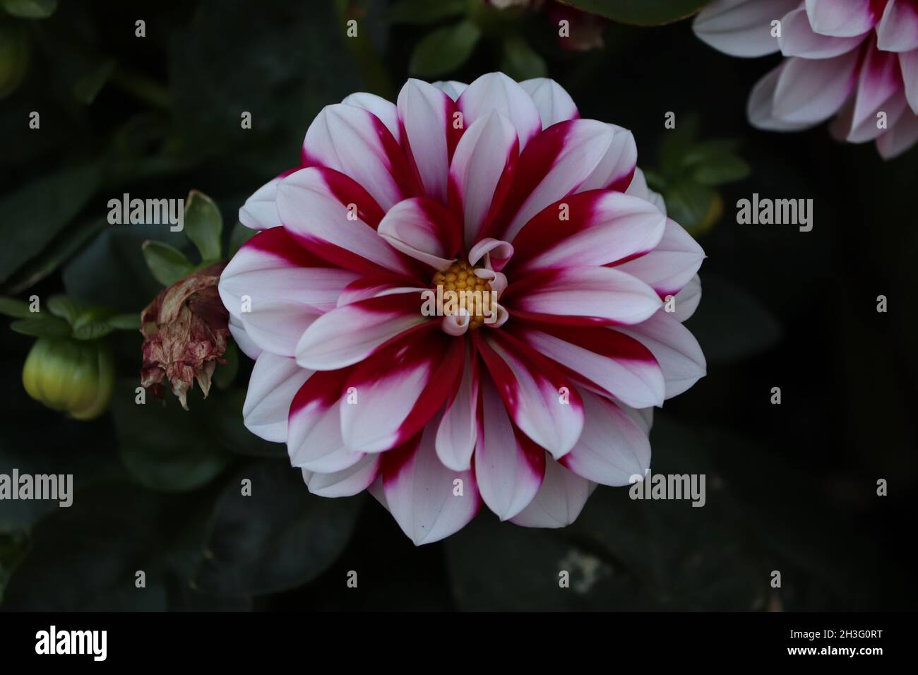 Selective of an elegant Georgina flower Stock Photo - Alamy