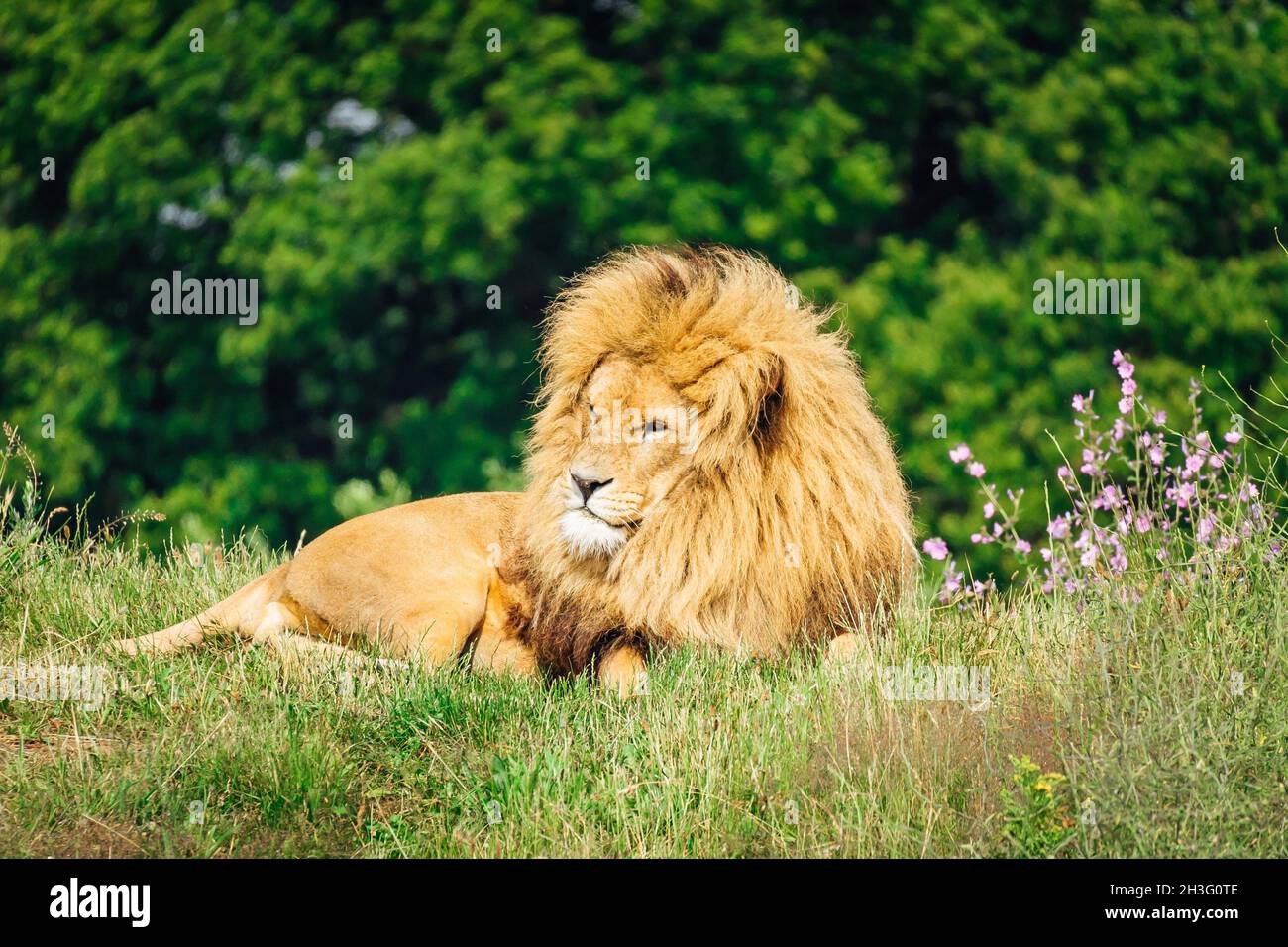 Flora and fauna, lion hi-res stock photography and images - Alamy