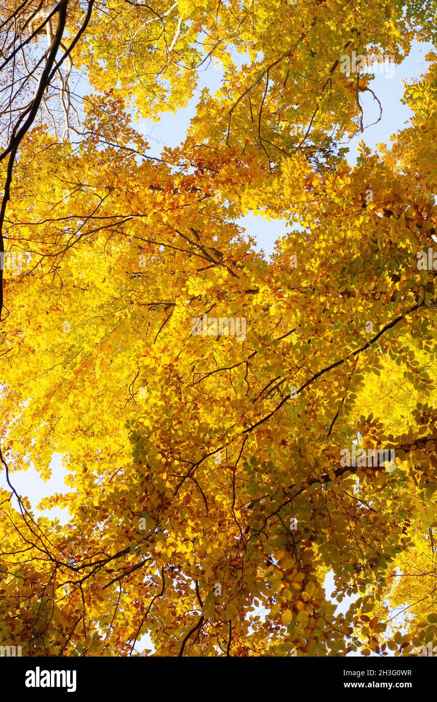 yellow leaf backdrop. autumn nature. sunny tree branch with leaves ...