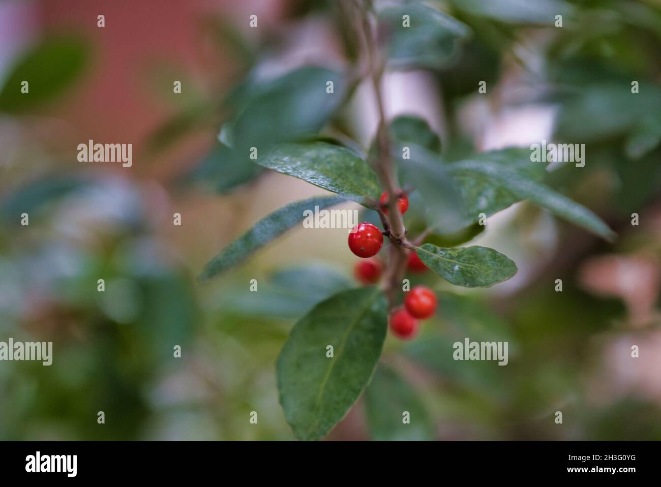 Shepherdia canadensis hi-res stock photography and images - Alamy